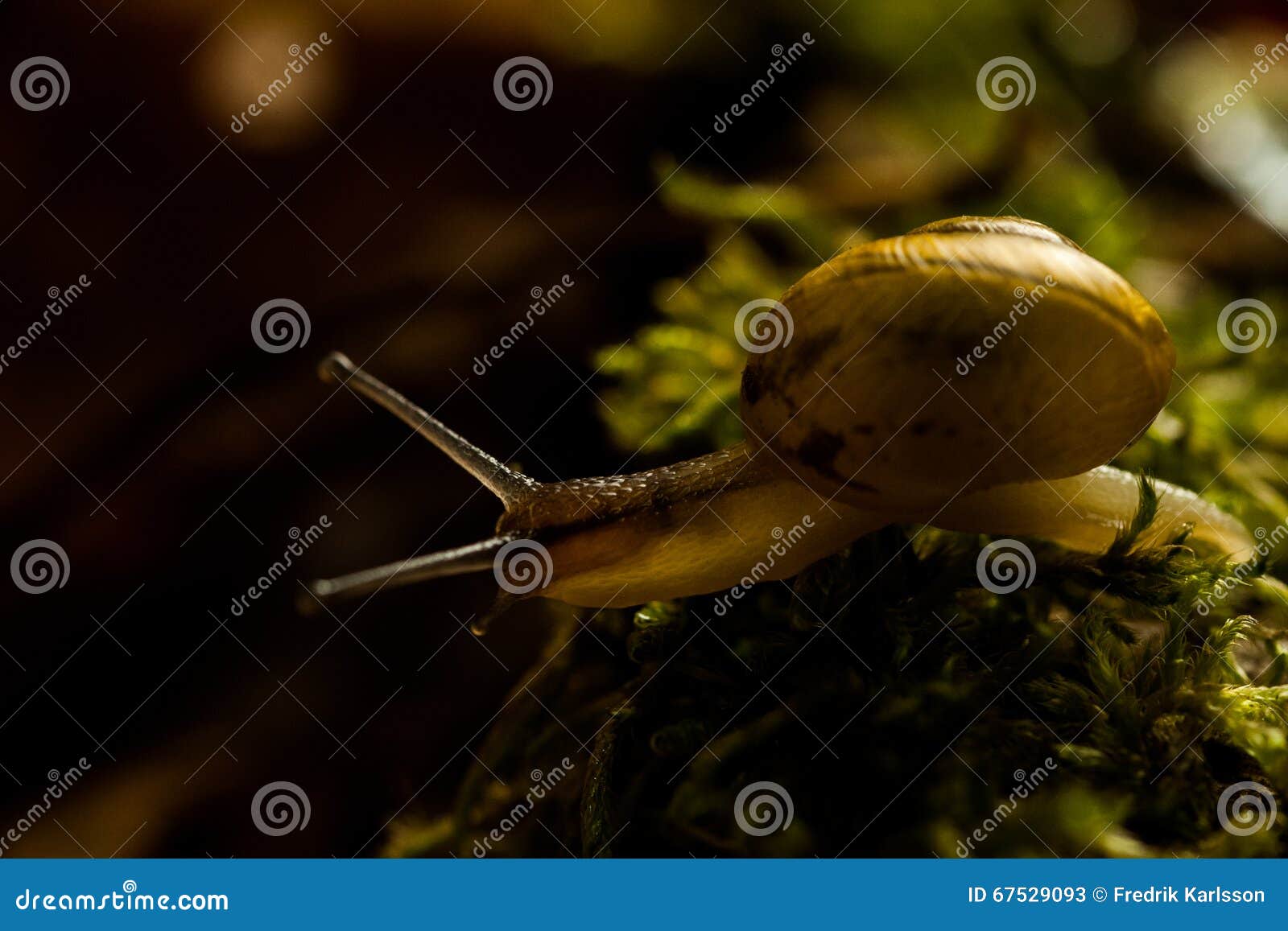 Snail in forest stock image. Image of sweden, molluscs - 67529093