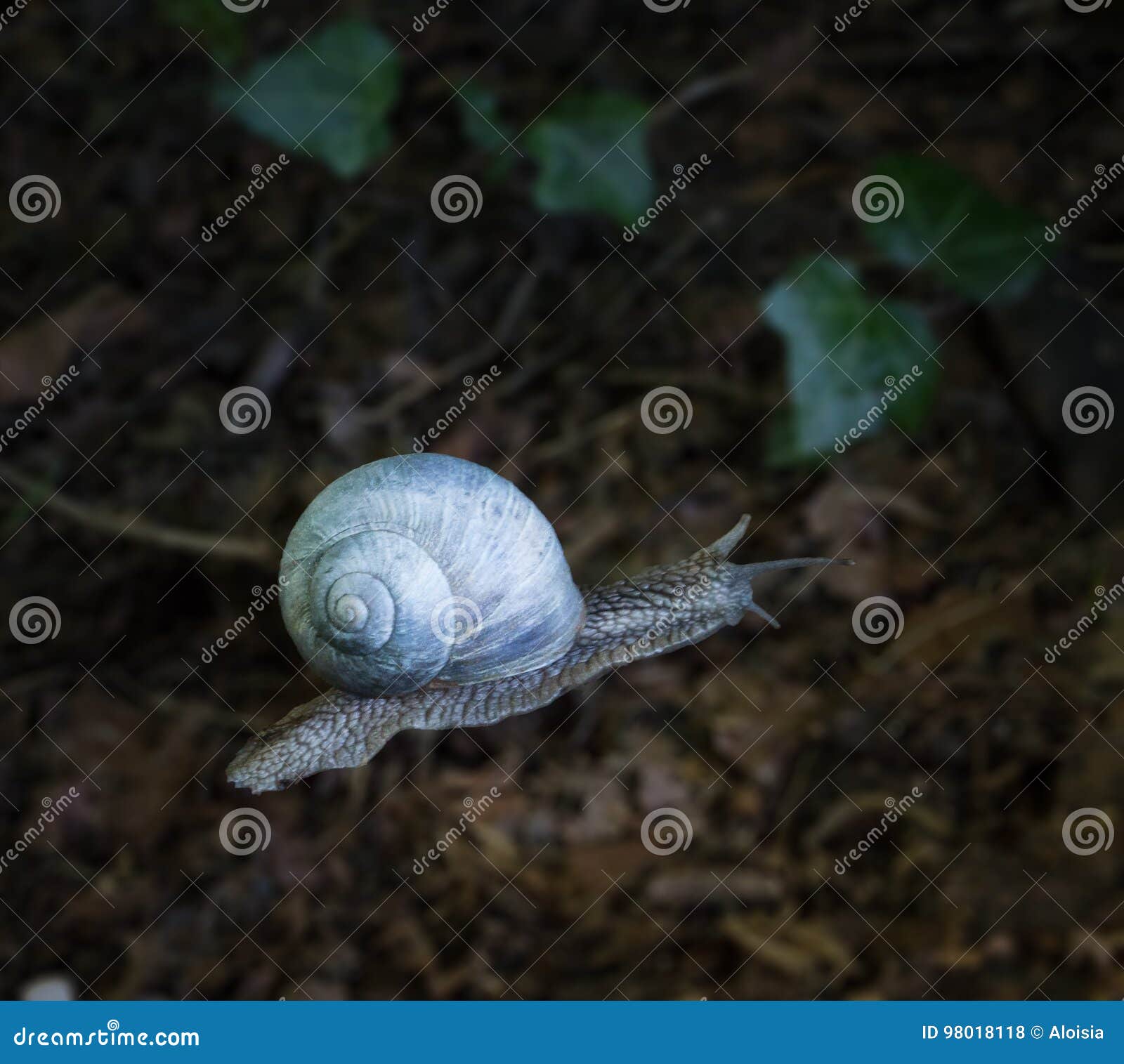 Snail in the forest stock photo. Image of snail, slippery - 98018118
