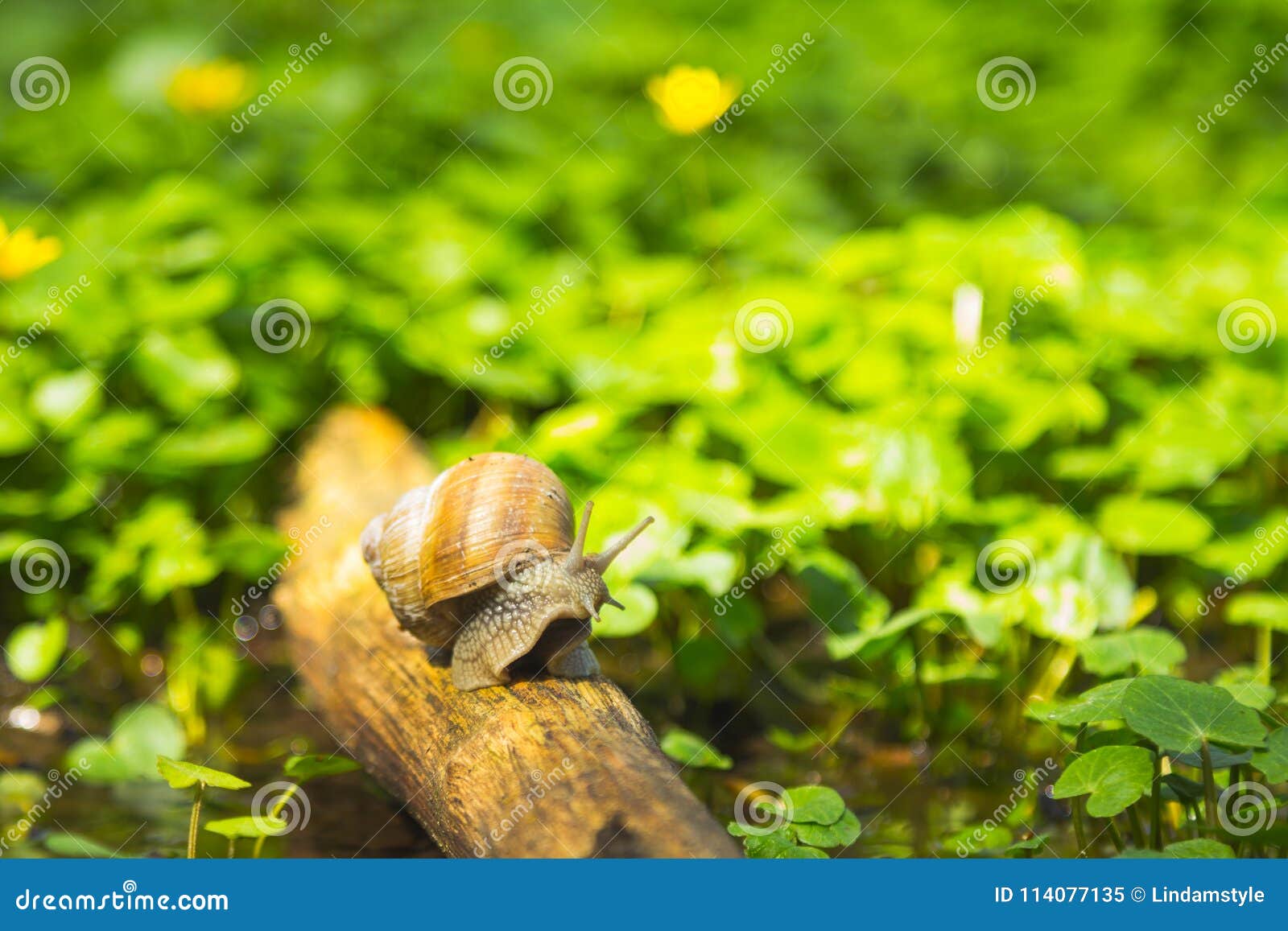 Snail in Forest Early Spring Stock Image - Image of sunny, forest ...