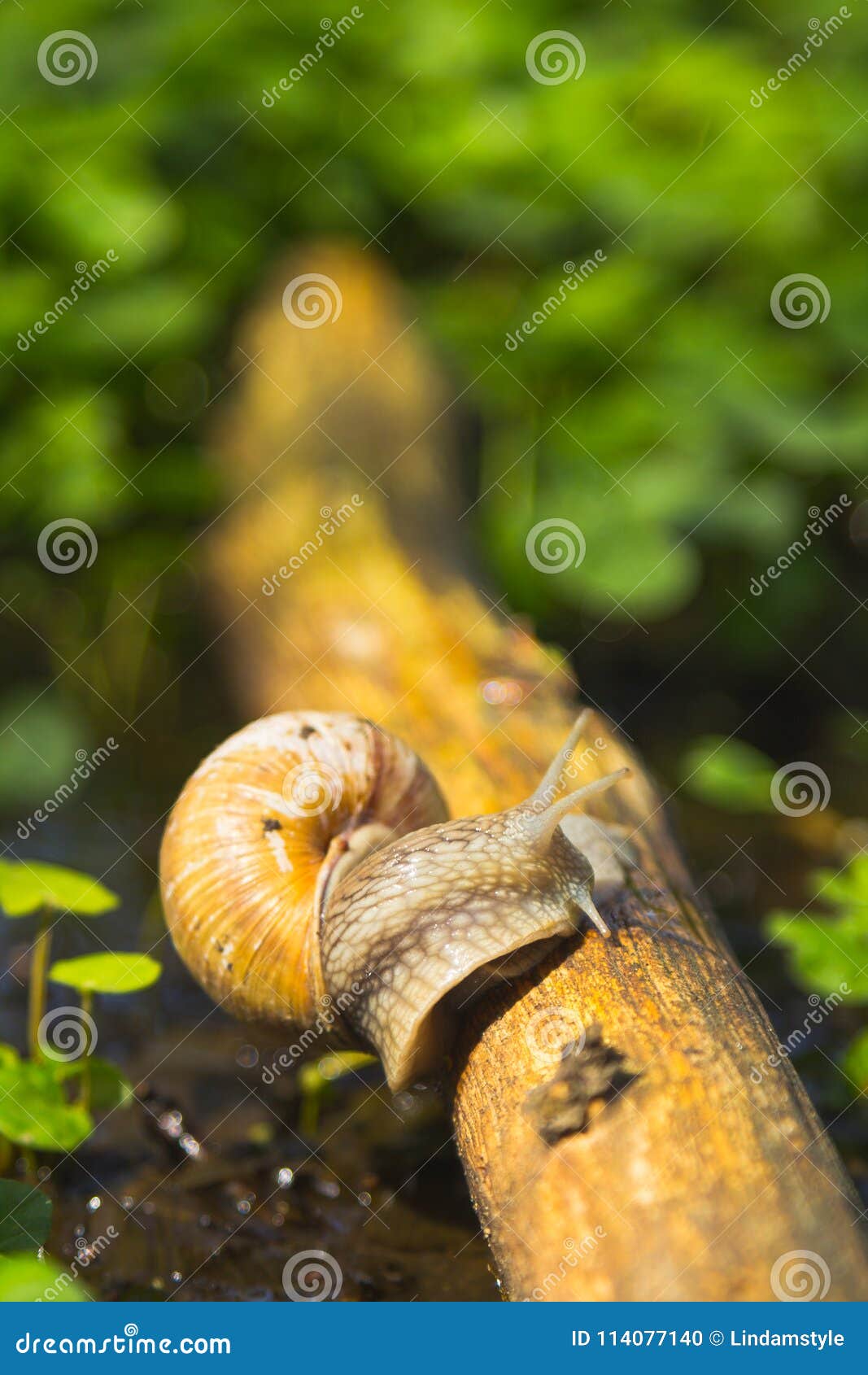 Snail in Forest Early Spring Stock Photo - Image of trecking, wild ...