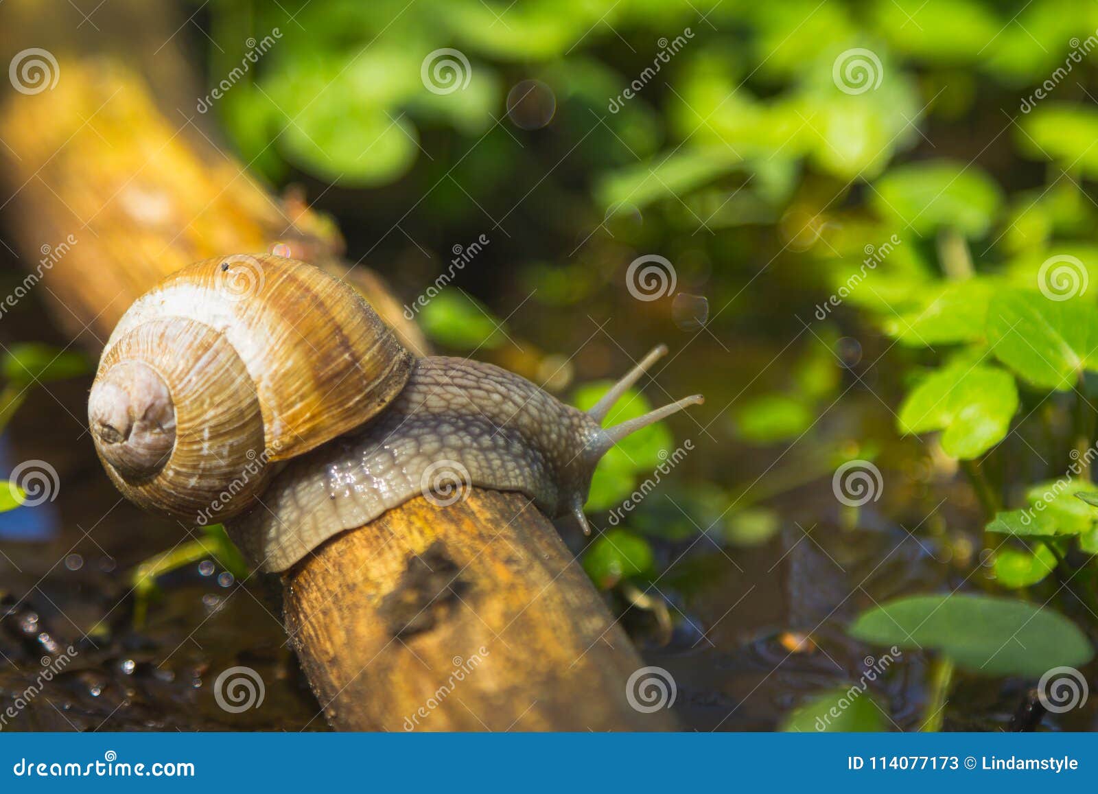 Snail in Forest Early Spring Stock Image - Image of forest, misty ...