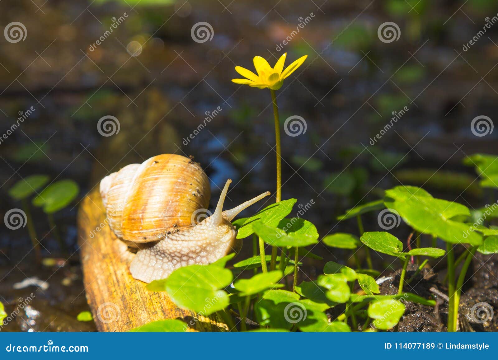 Snail in Forest Early Spring Stock Image - Image of path, earth: 114077189