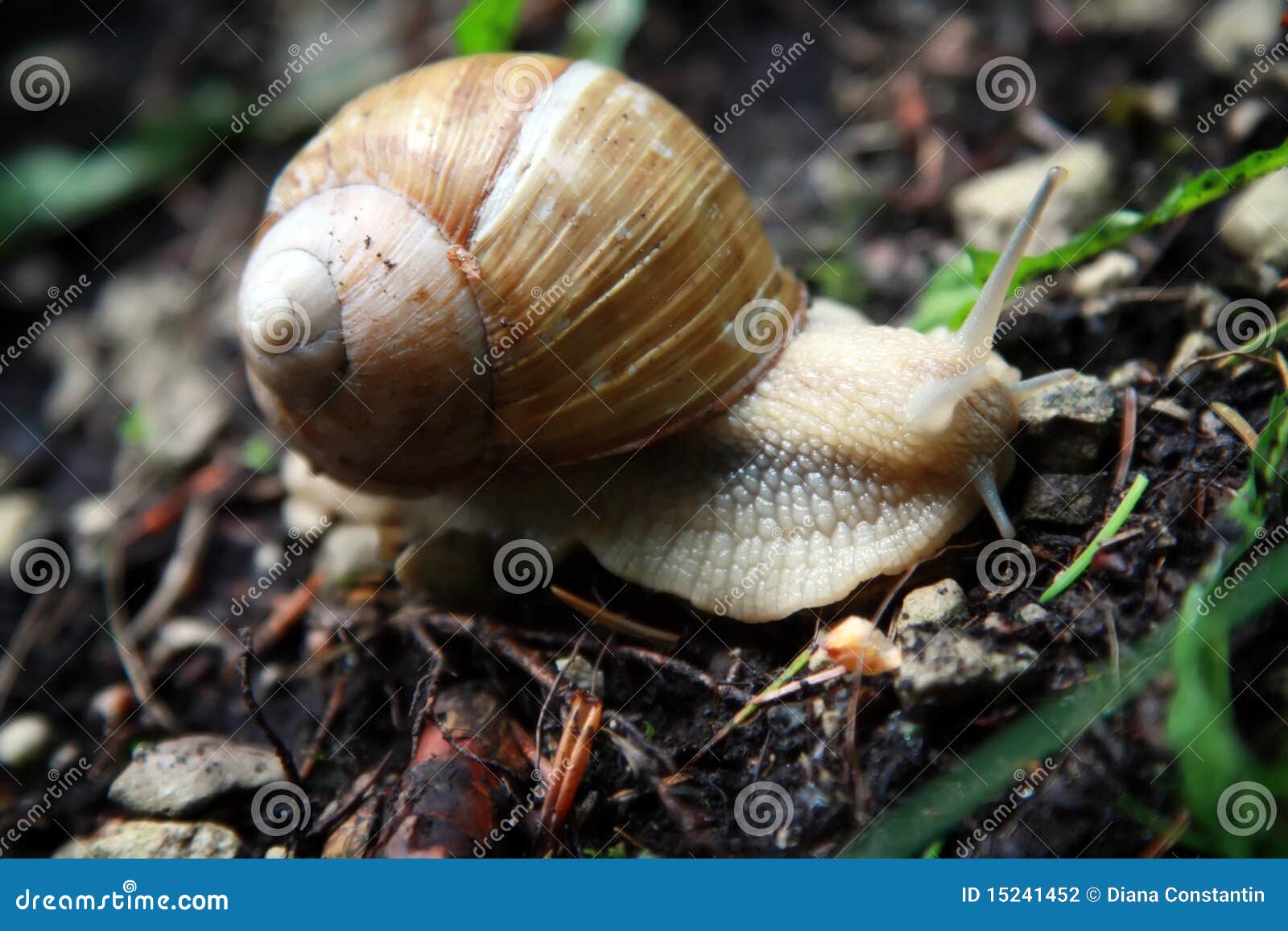 Snail on forest ground stock photo. Image of countryside - 15241452