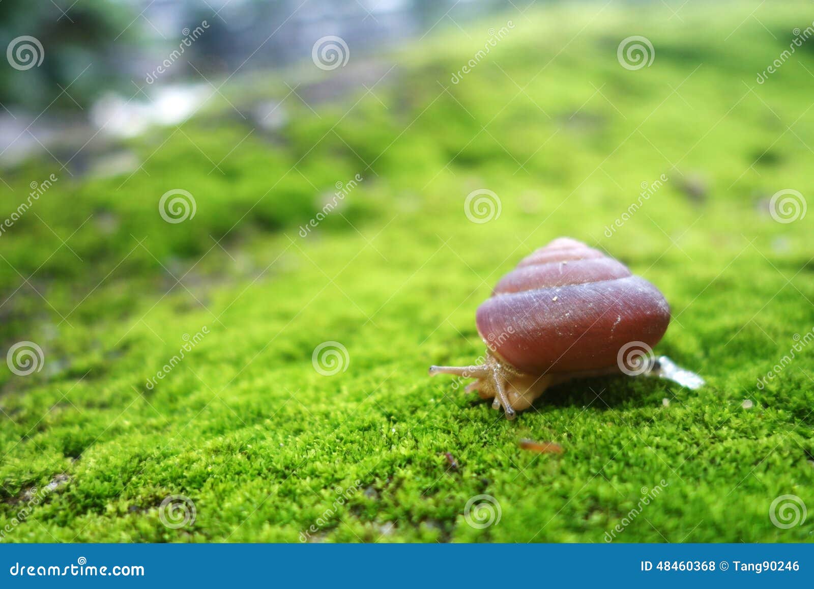 Snail on forest moss stock photo. Image of nice, bright - 48460368