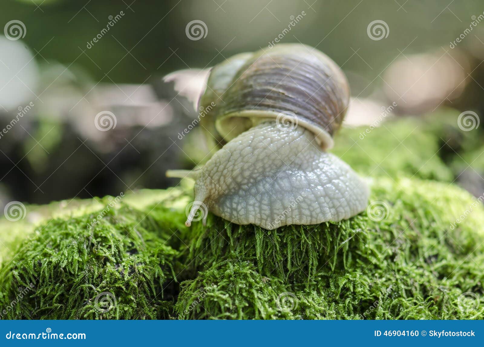 Snail on forest moss stock photo. Image of poisonous - 46904160