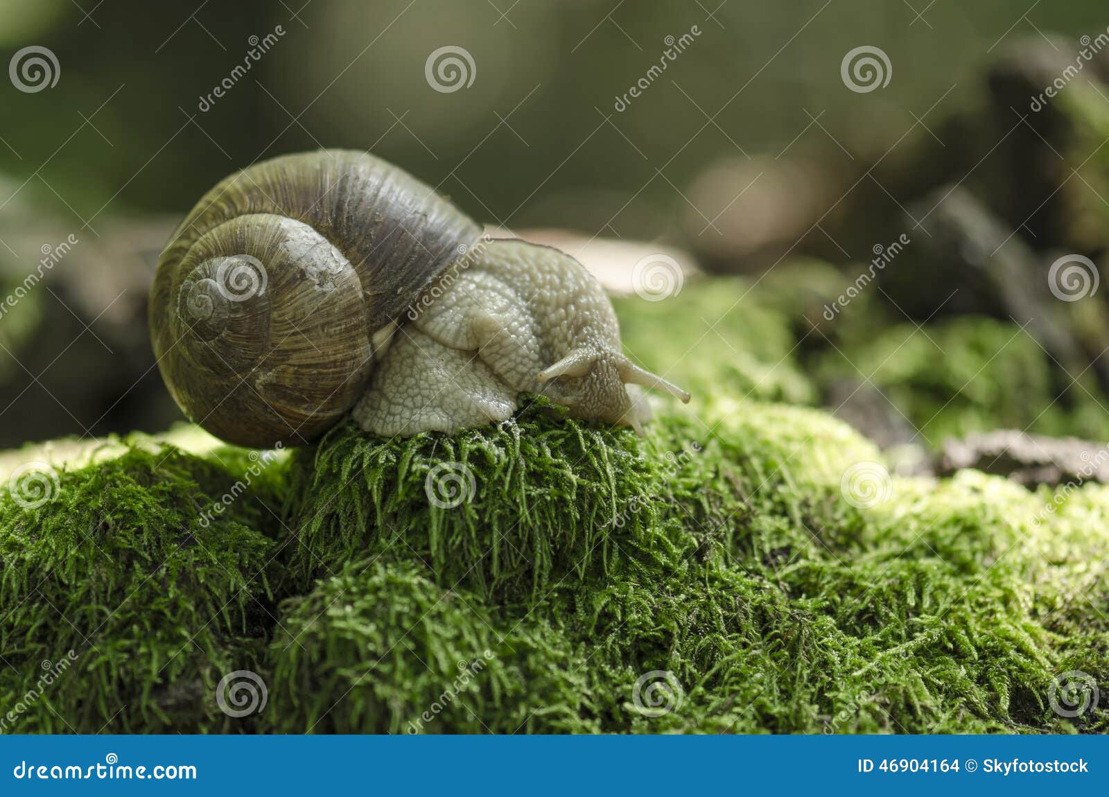 Snail on forest moss stock photo. Image of glare, salad - 46904164
