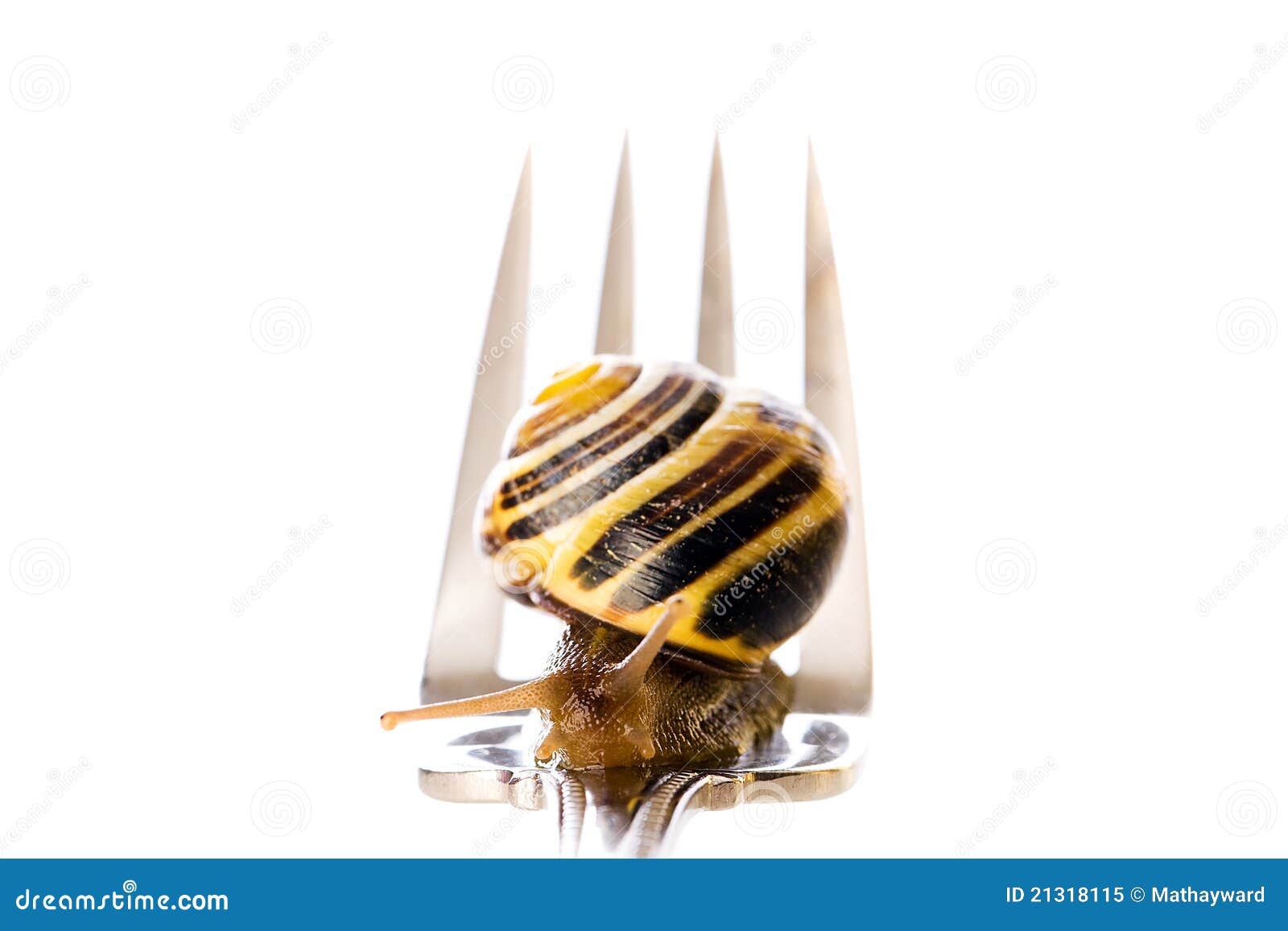 Snail on a Fork stock image. Image of fancy, antenna - 21318115