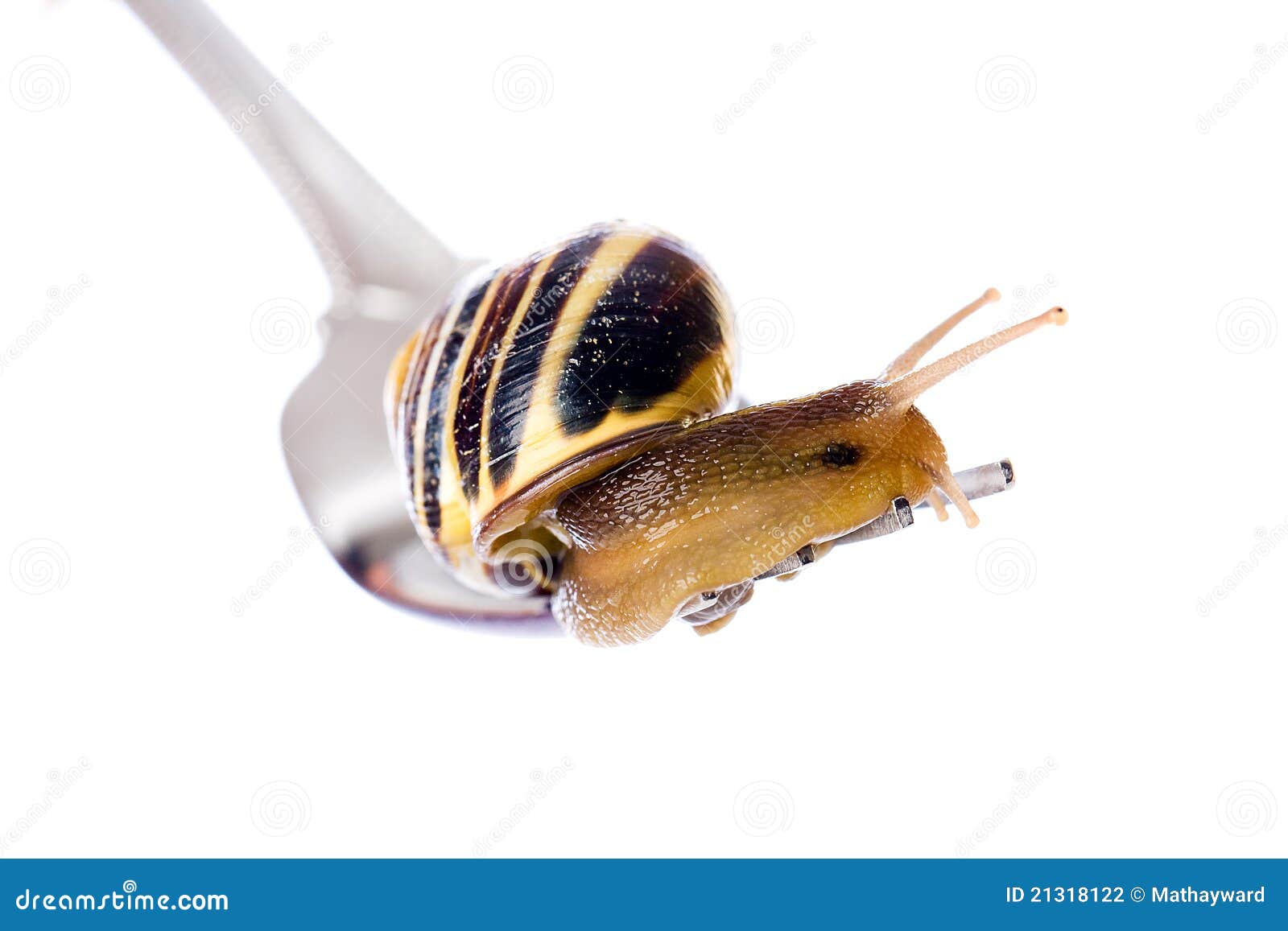 Snail on a fork stock photo. Image of healthy, live, lifestyle - 21318122