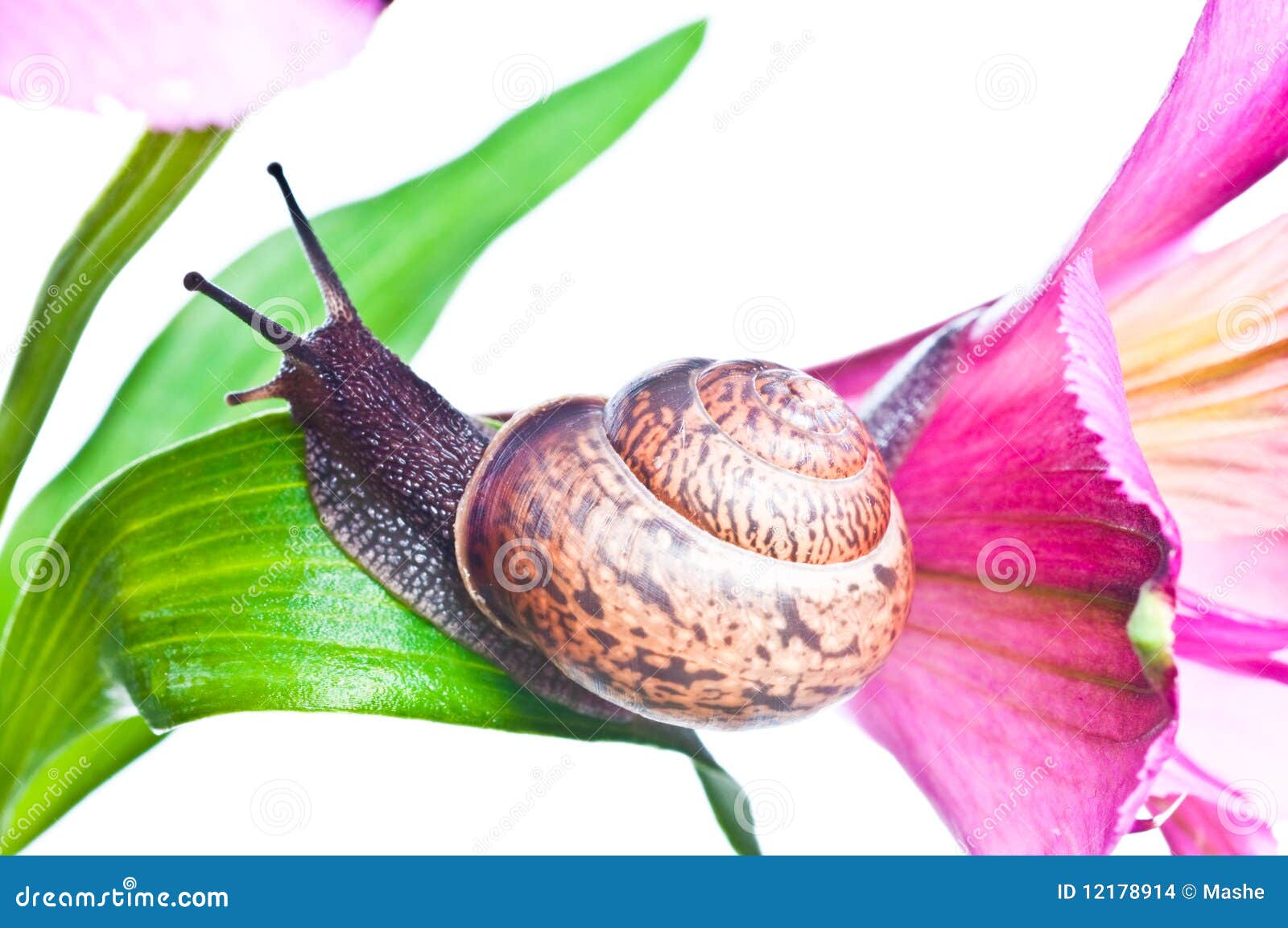 Snail on fresh leaf stock photo. Image of green, eyes - 12178914