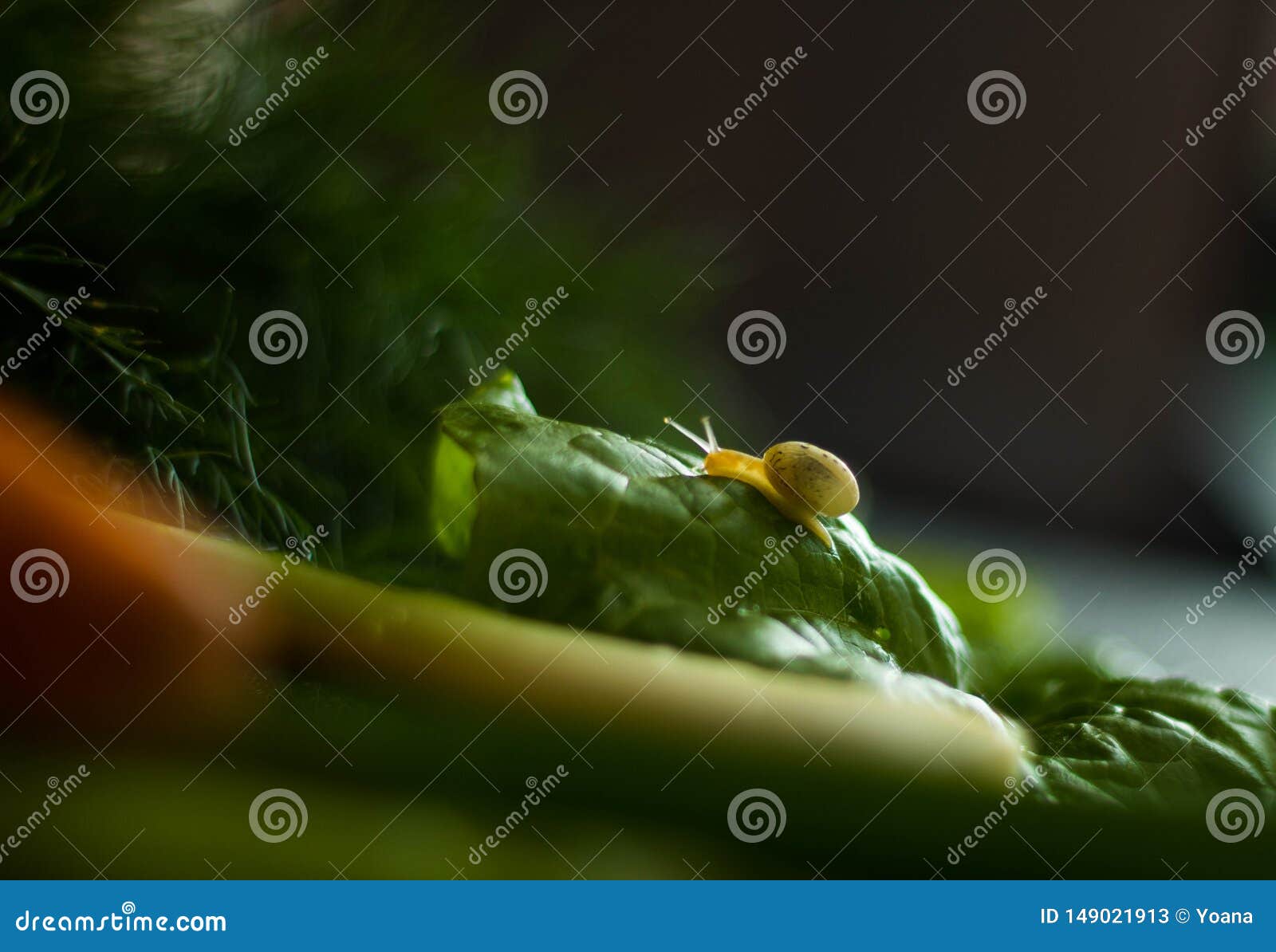 Snail stock image. Image of snail, food, green, salad - 149021913