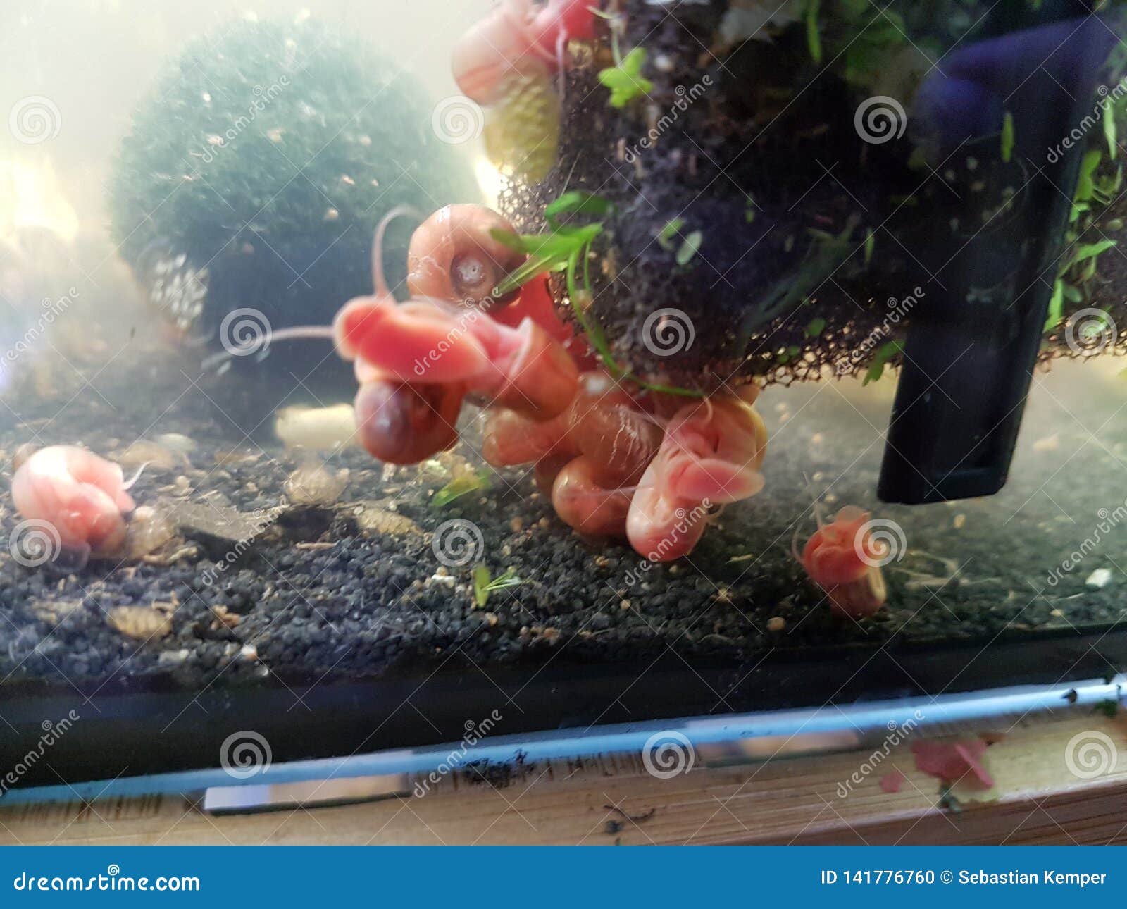 Snail fresh water Aquarium stock photo. Image of snail - 141776760