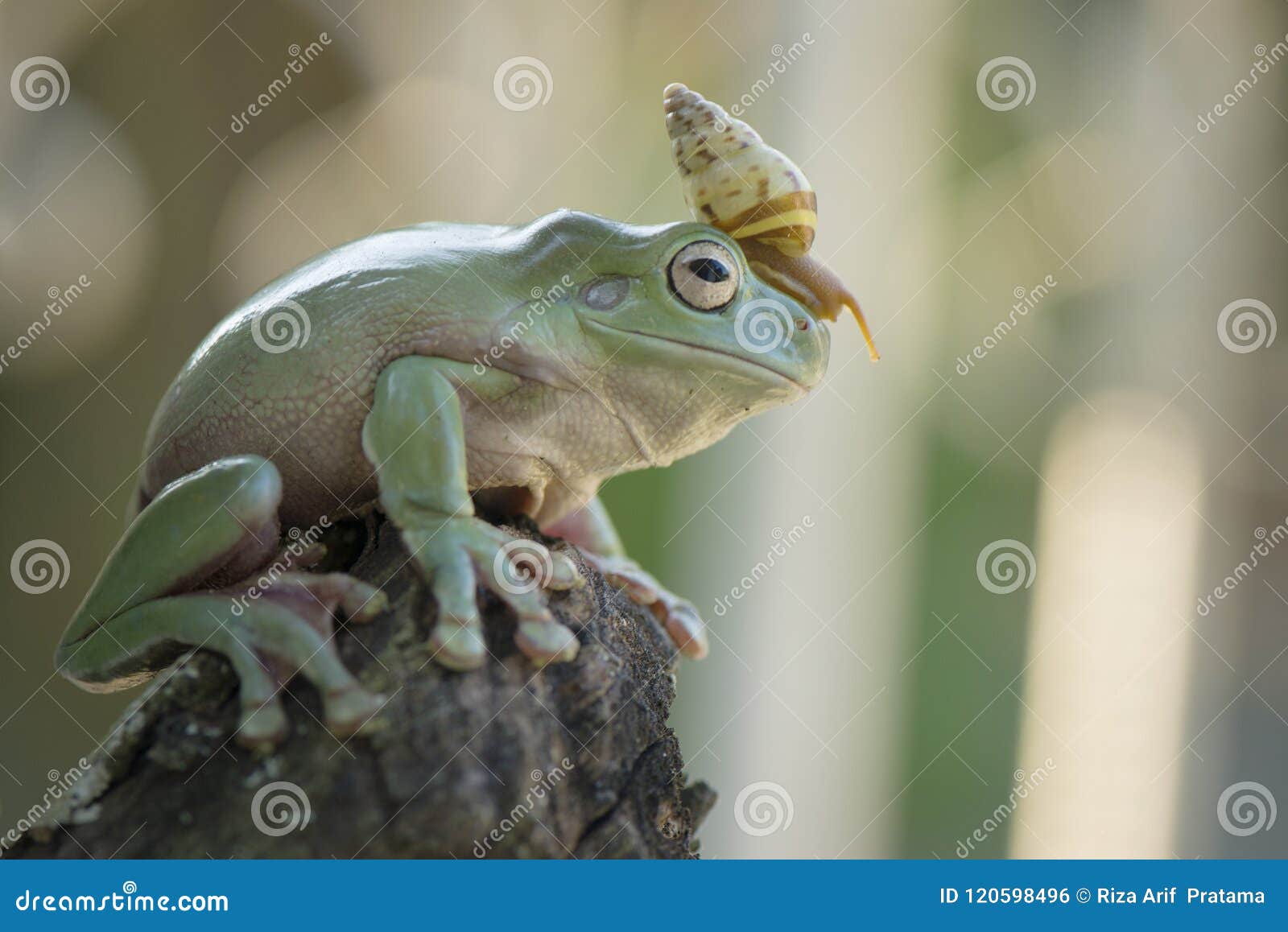 Snail and frog stock photo. Image of amphibian, animal - 120598496
