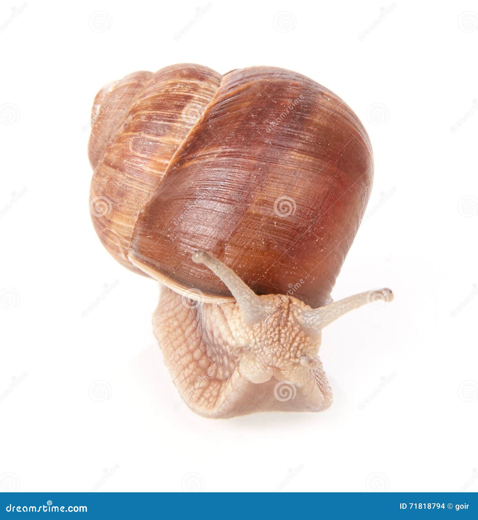 Snail Front View Isolated On White Background Royalty-Free Stock ...