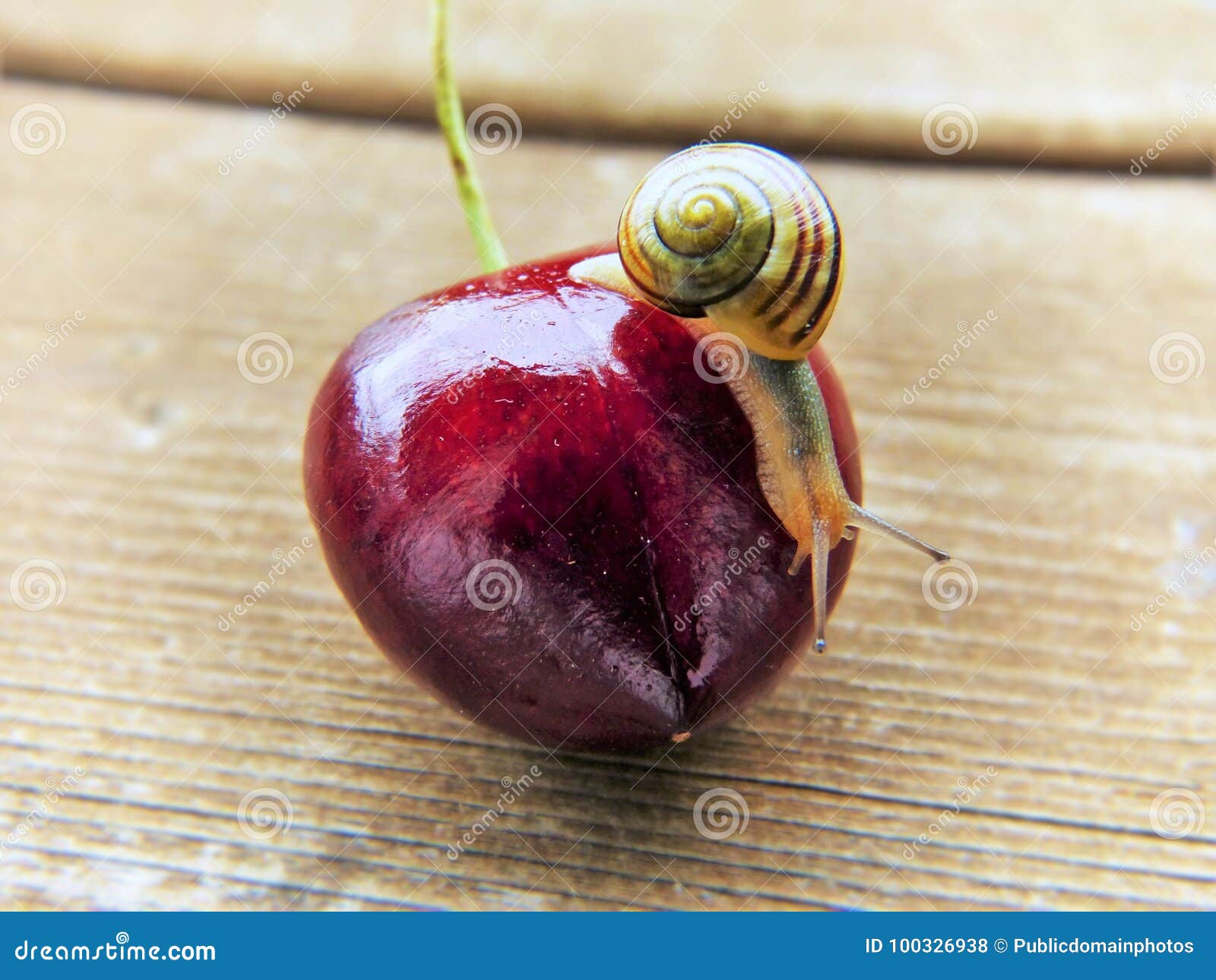 Snail, Fruit, Macro Photography, Snails And Slugs Picture. Image: 100326938