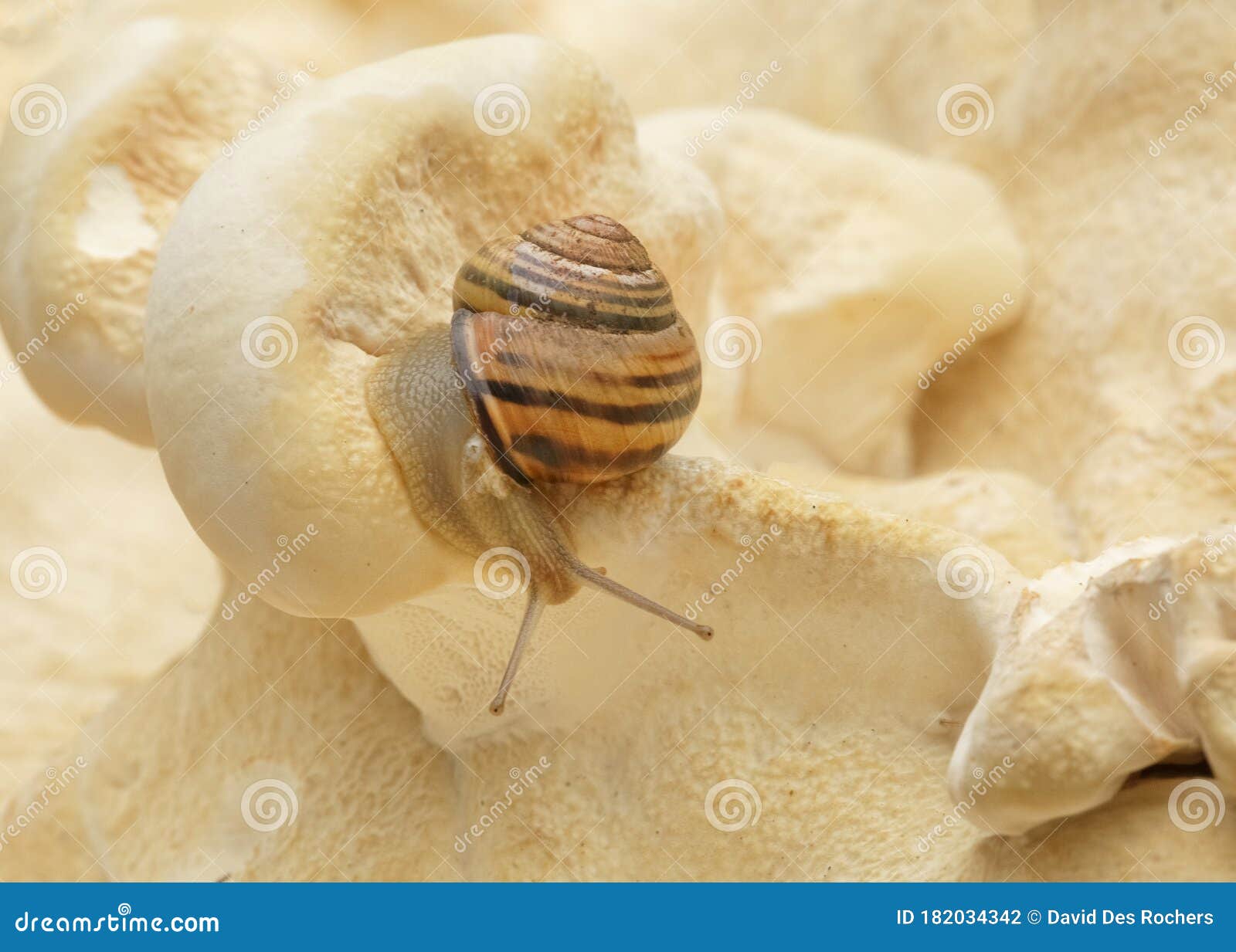 Snail on fungus stock photo. Image of molluscs, crawling - 182034342