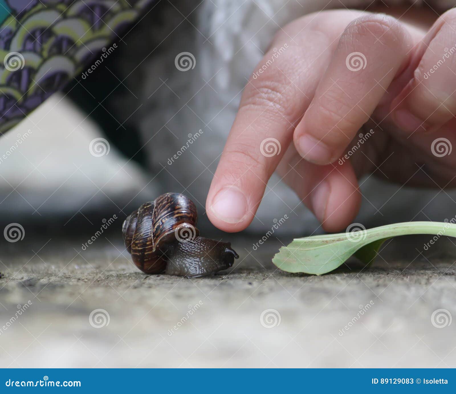 Snail in the garden stock image. Image of hand, mollusk - 89129083