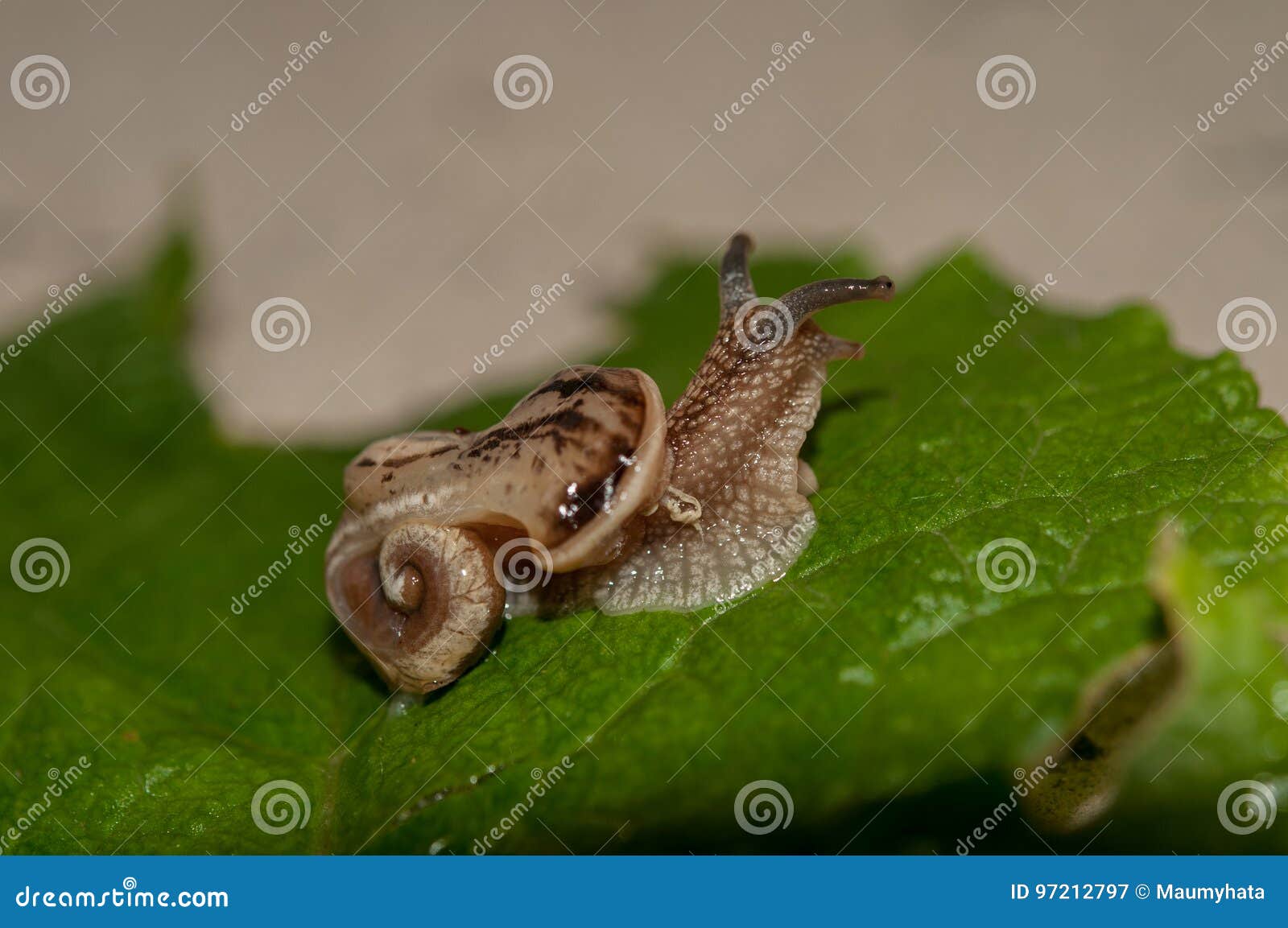 Snail in the Garden without Shell Stock Image - Image of slow, summer ...