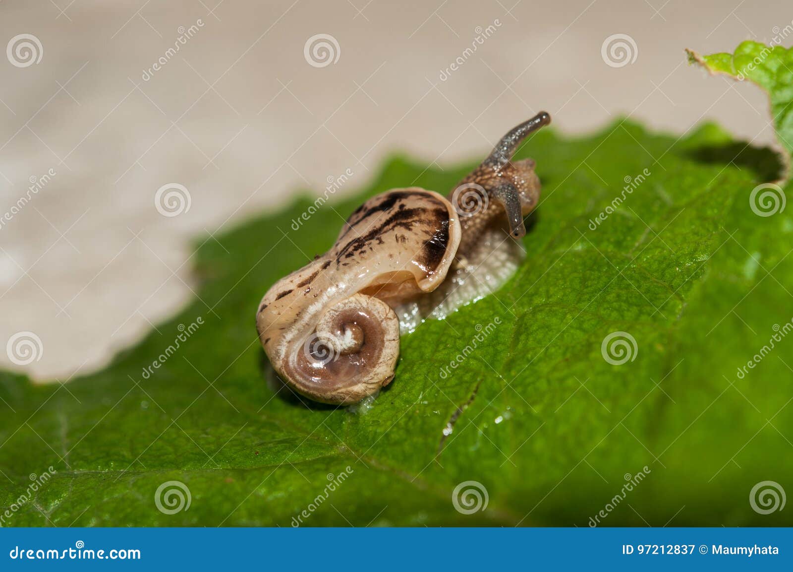 Snail in the Garden without Shell Stock Image - Image of environment ...