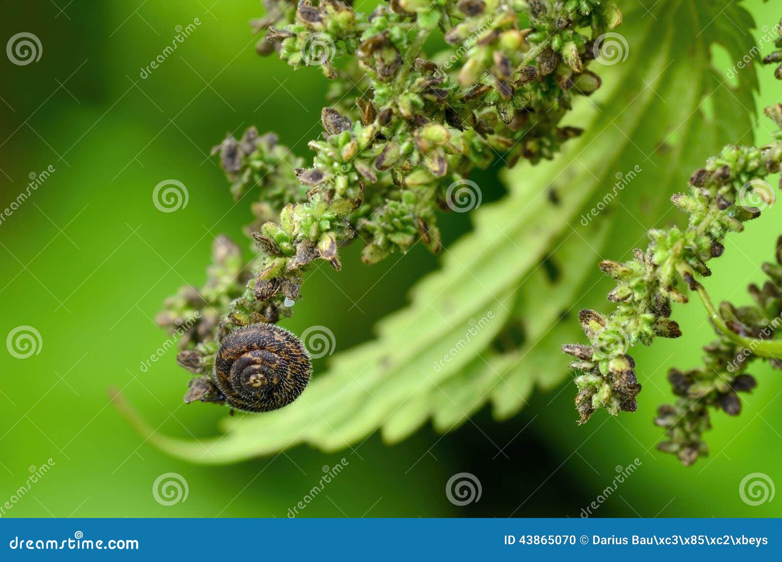 Snail stock photo. Image of macro, garden, meadow, wild - 43865070