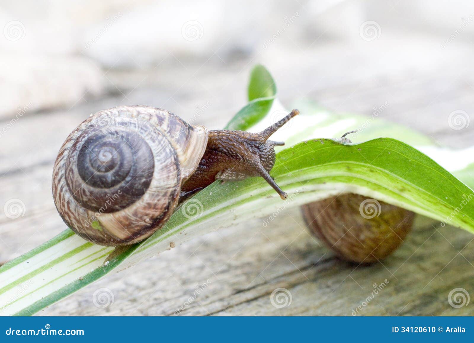 Snail goes on a leaf stock photo. Image of control, nature - 34120610