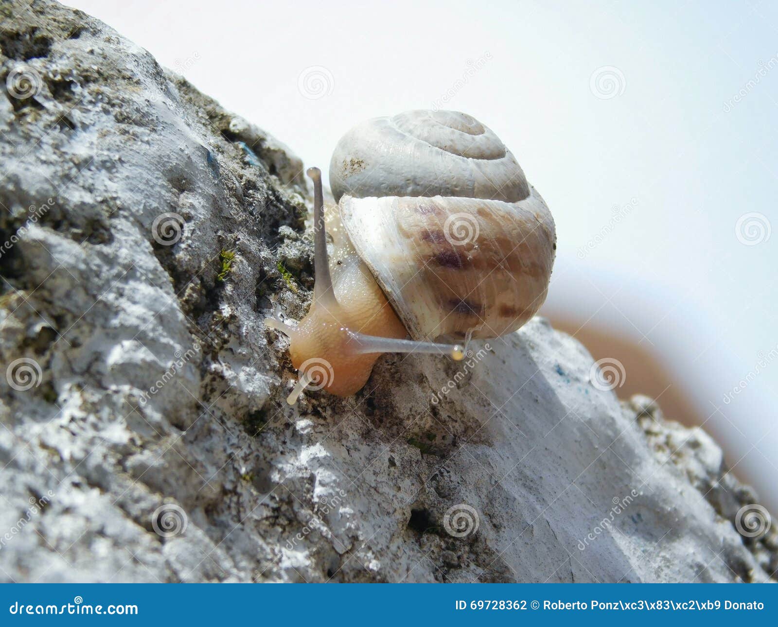 A Snail Going Down the Wall Stock Photo - Image of sicily, fauna: 69728362