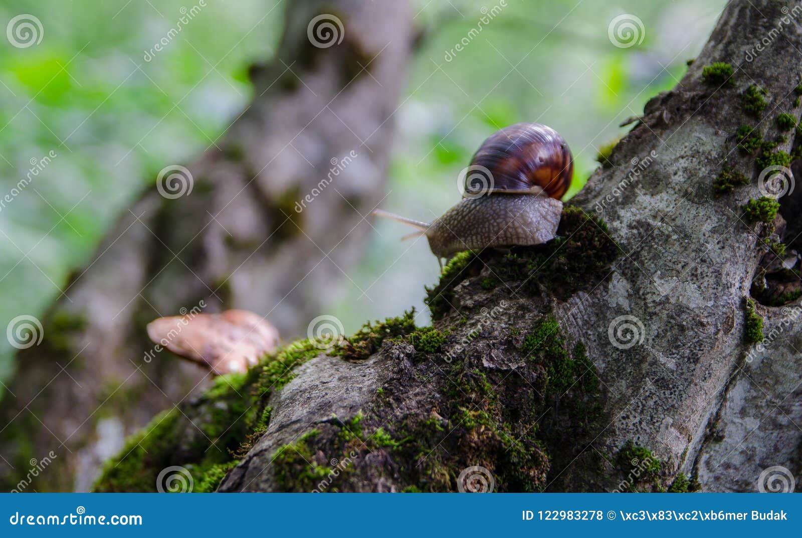 Snail on Tree with Mushroom Stock Photo - Image of snail, volute: 122983278
