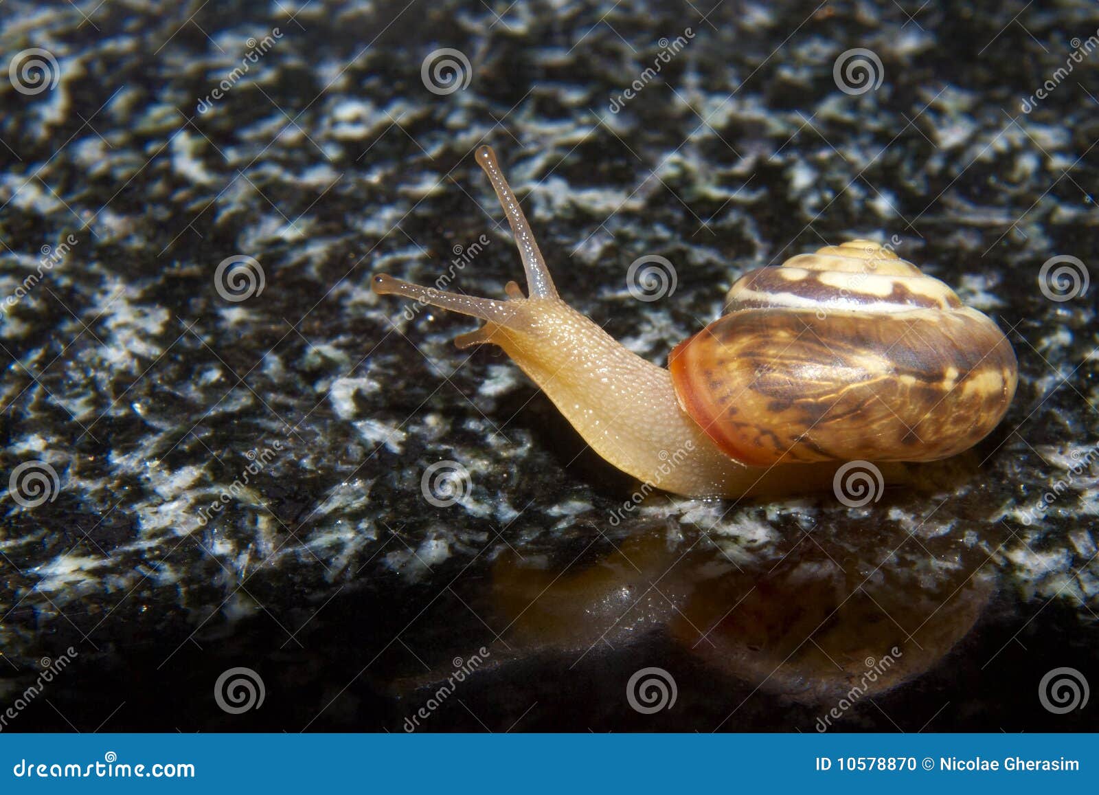 Snail on granite stock photo. Image of head, crawls, gastropod - 10578870