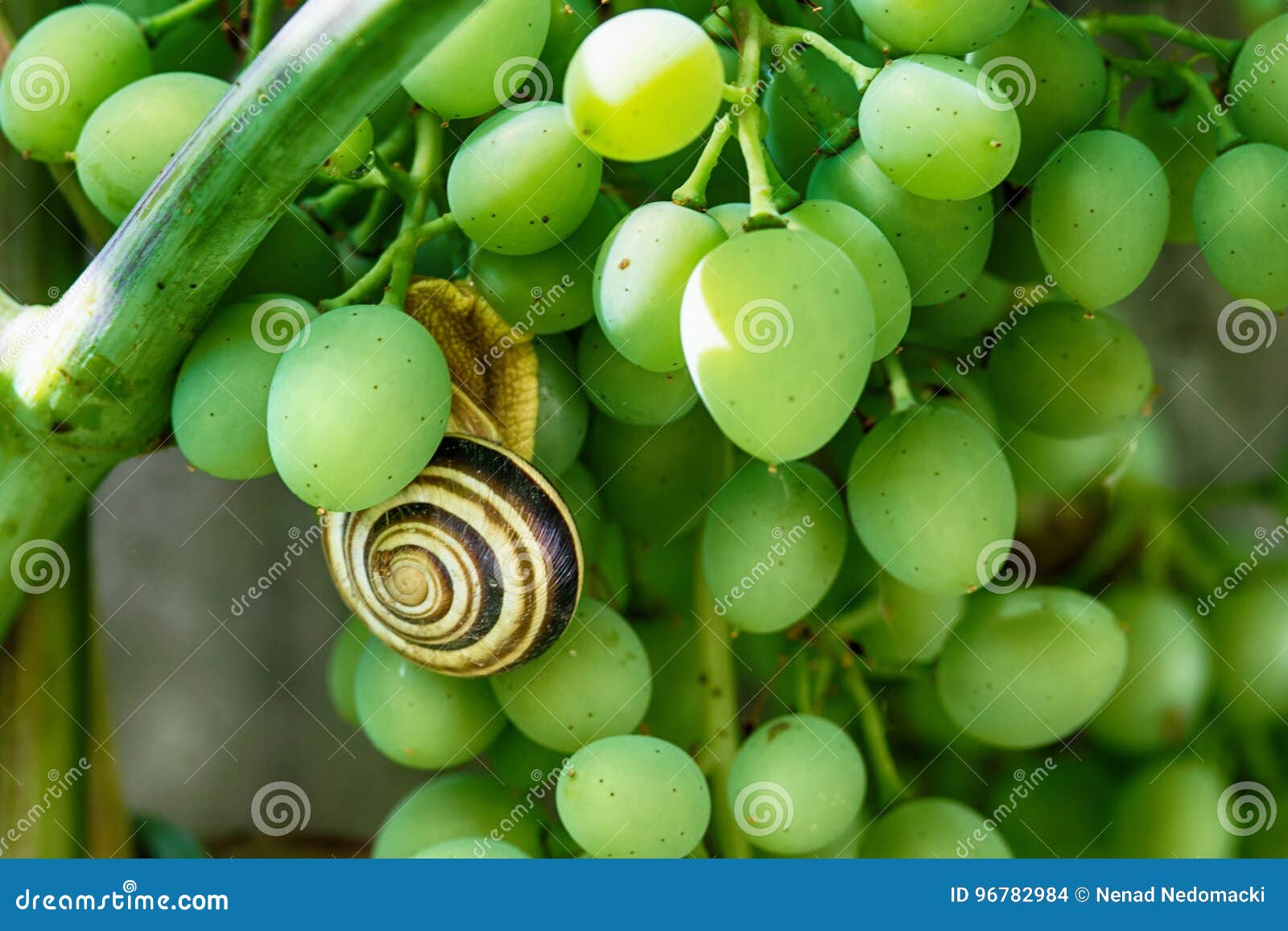 Snail on a Grape Stem, Closeup Stock Photo - Image of macrophotography ...