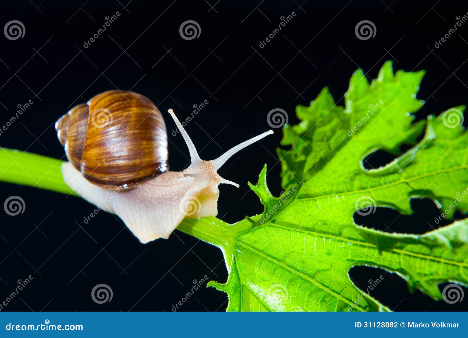 Snail stock photo. Image of bulimia, conservation, grass - 31128082