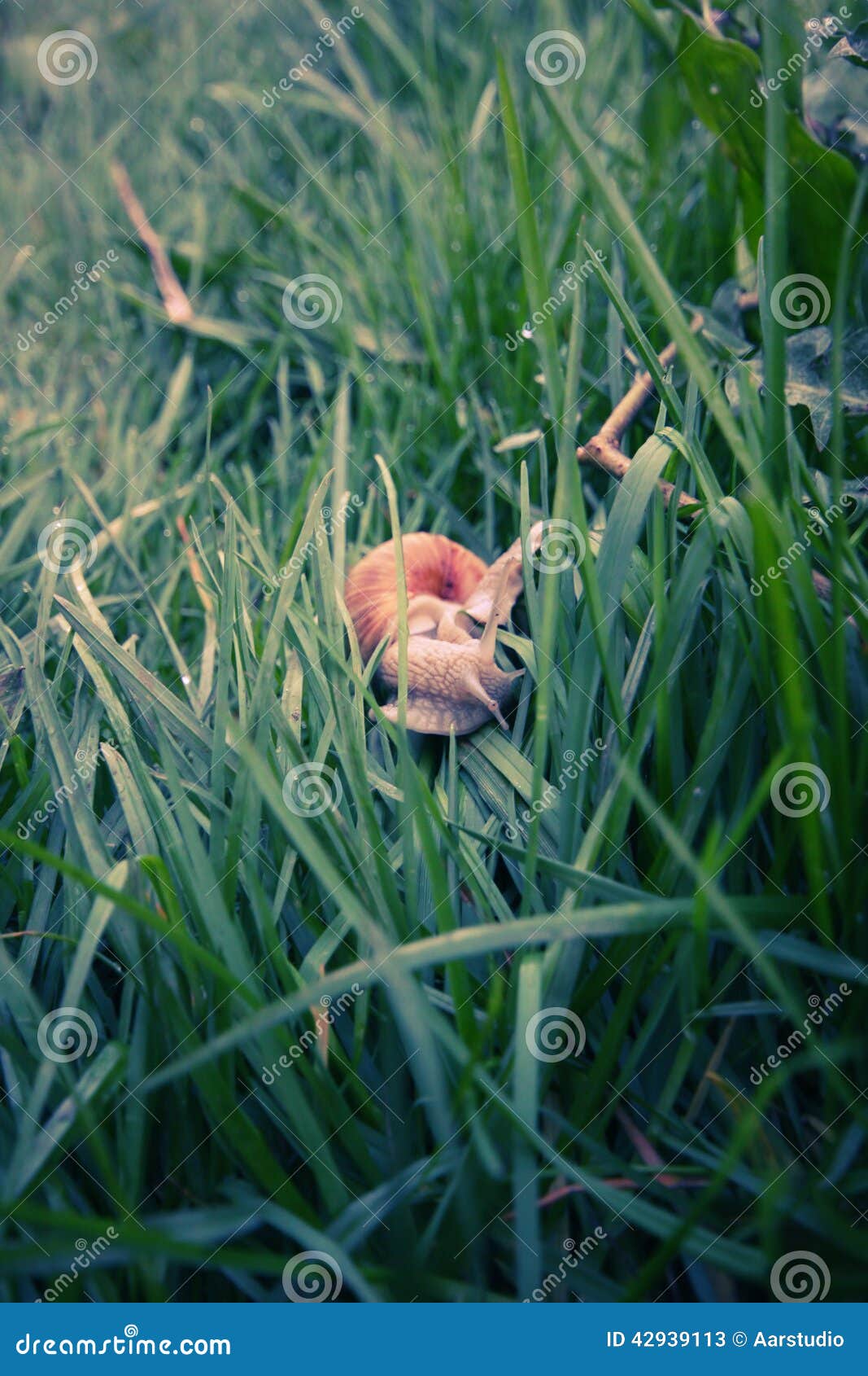 Snail stock image. Image of snail, perspective, macro - 42939113