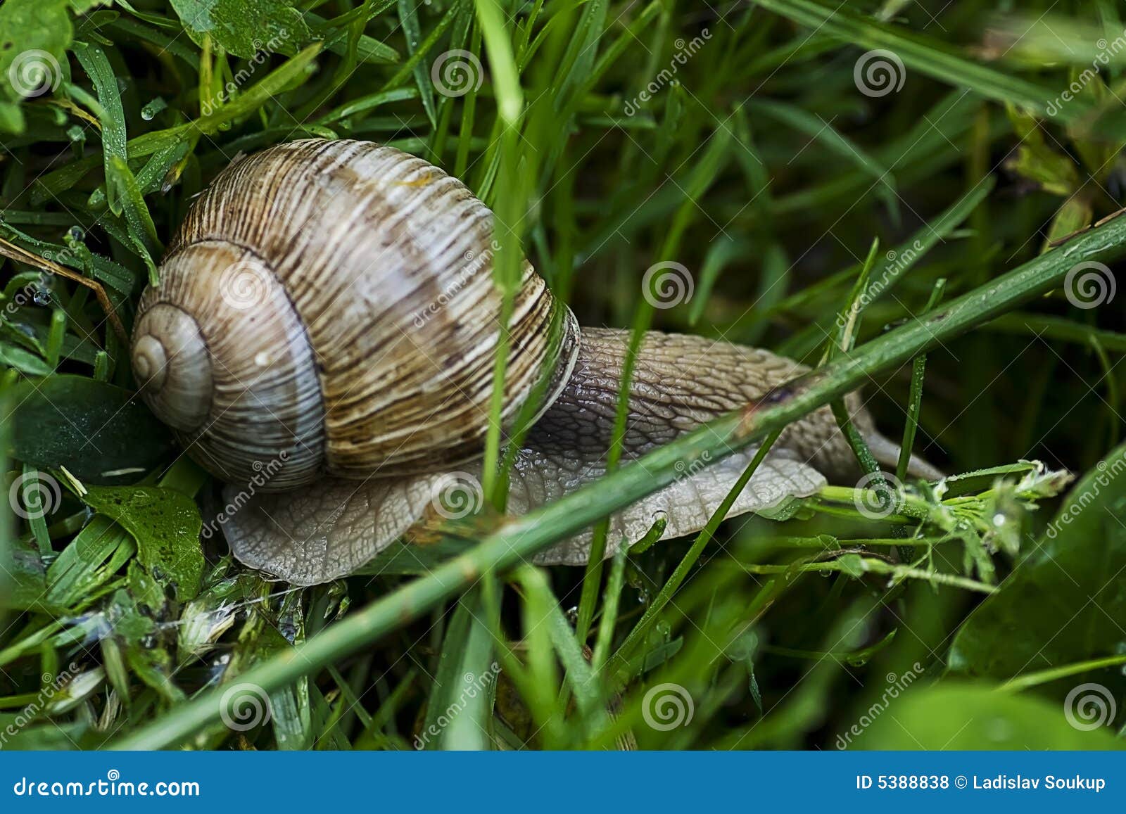 Snail in grass stock photo. Image of shine, life, background - 5388838
