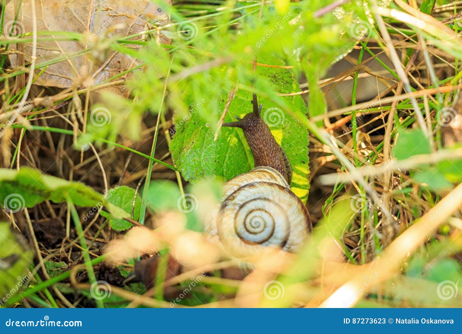 Snail in grass stock image. Image of curiosity, ethnicity - 87273623
