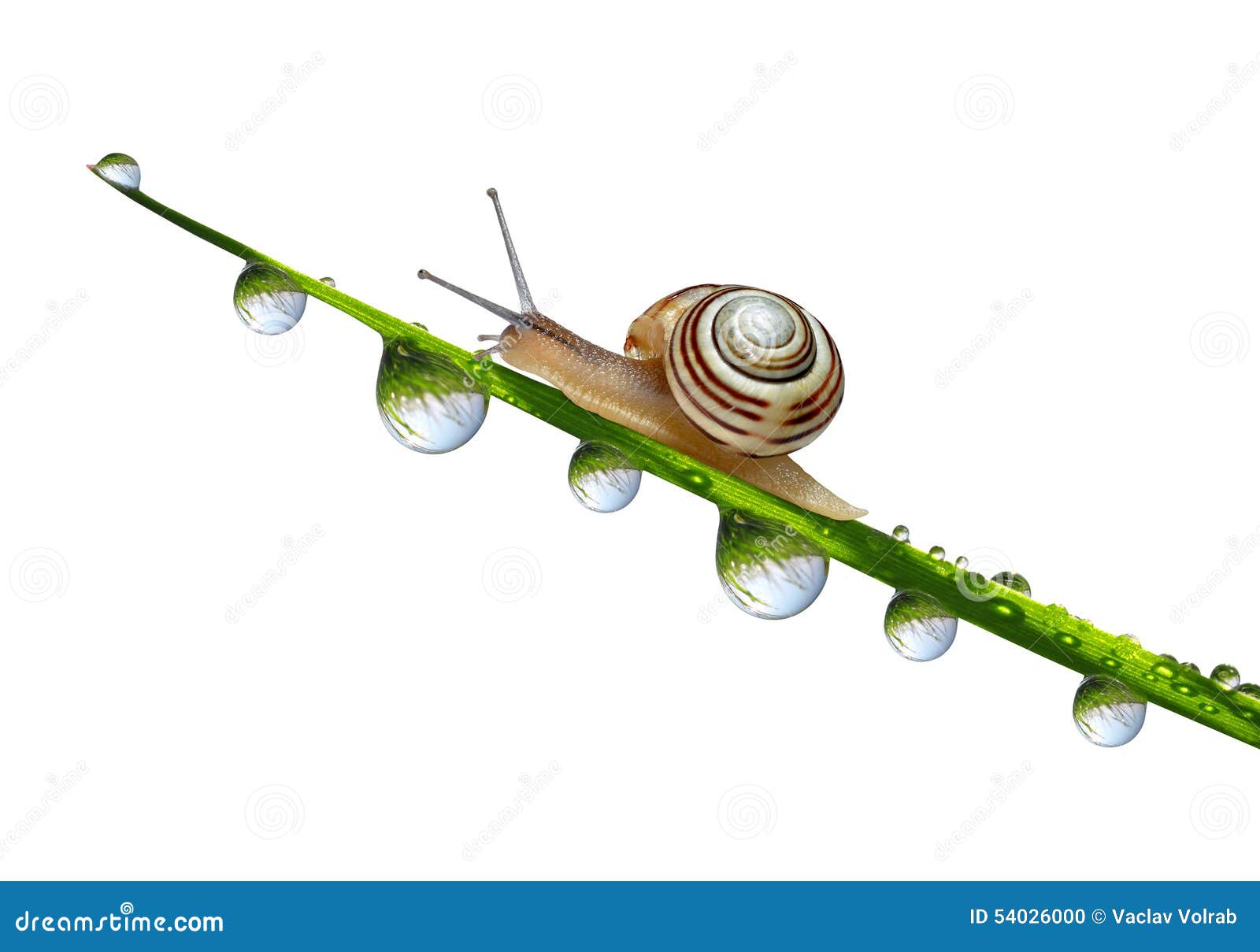 Snail on Grass with Dew Drops Stock Photo - Image of condensation ...