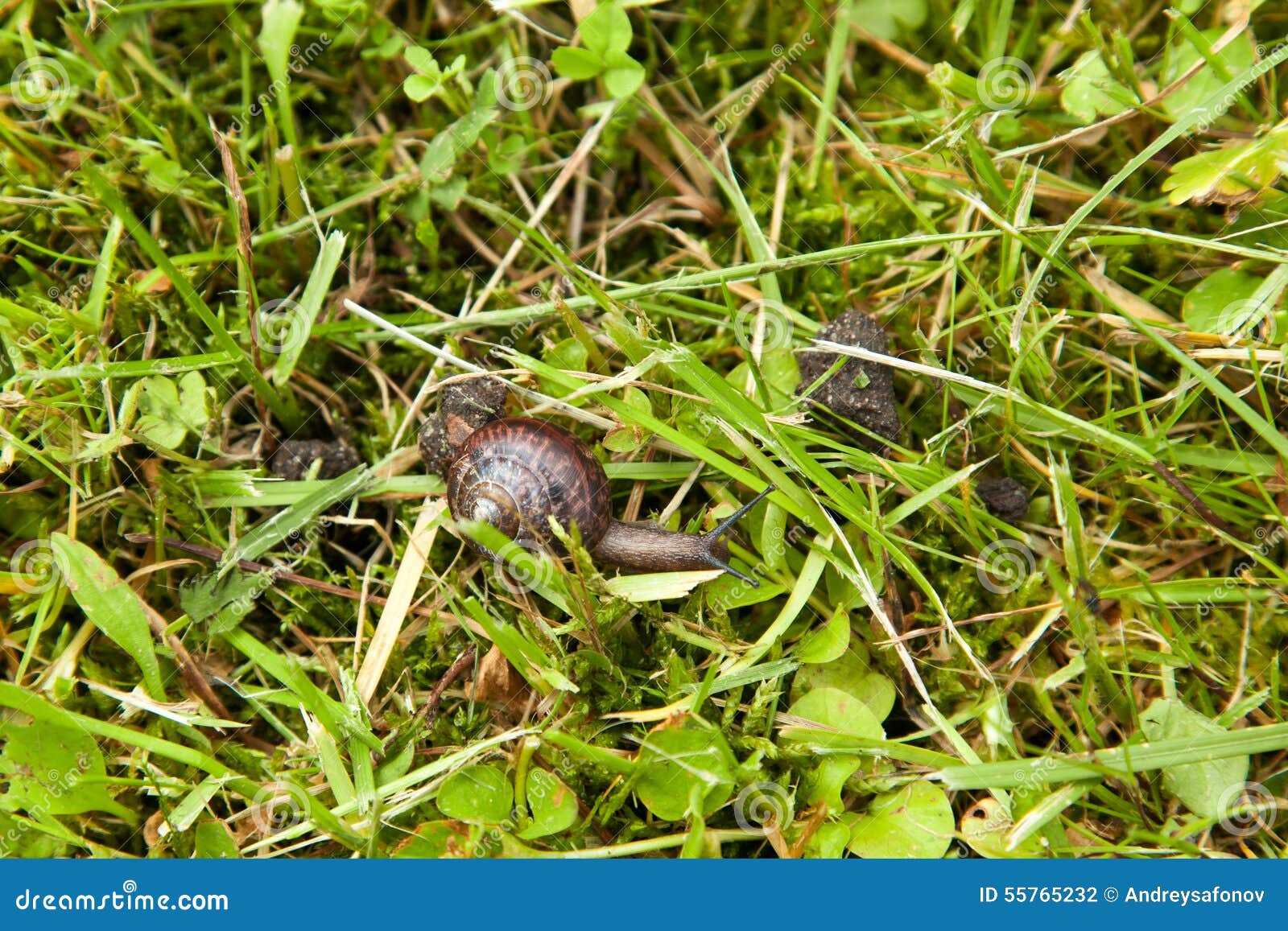 Snail on grass stock photo. Image of environment, sliding - 55765232