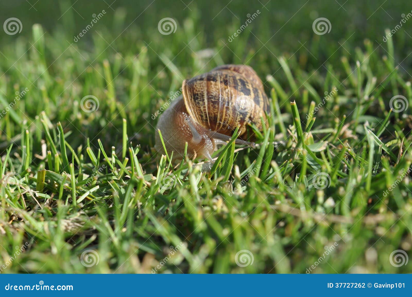 Snail in the grass stock photo. Image of snail, nature - 37727262