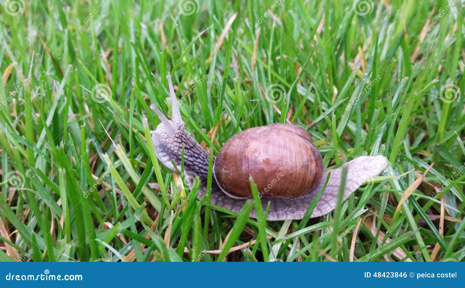Snail in grass stock photo. Image of grass, purple, horns - 48423846