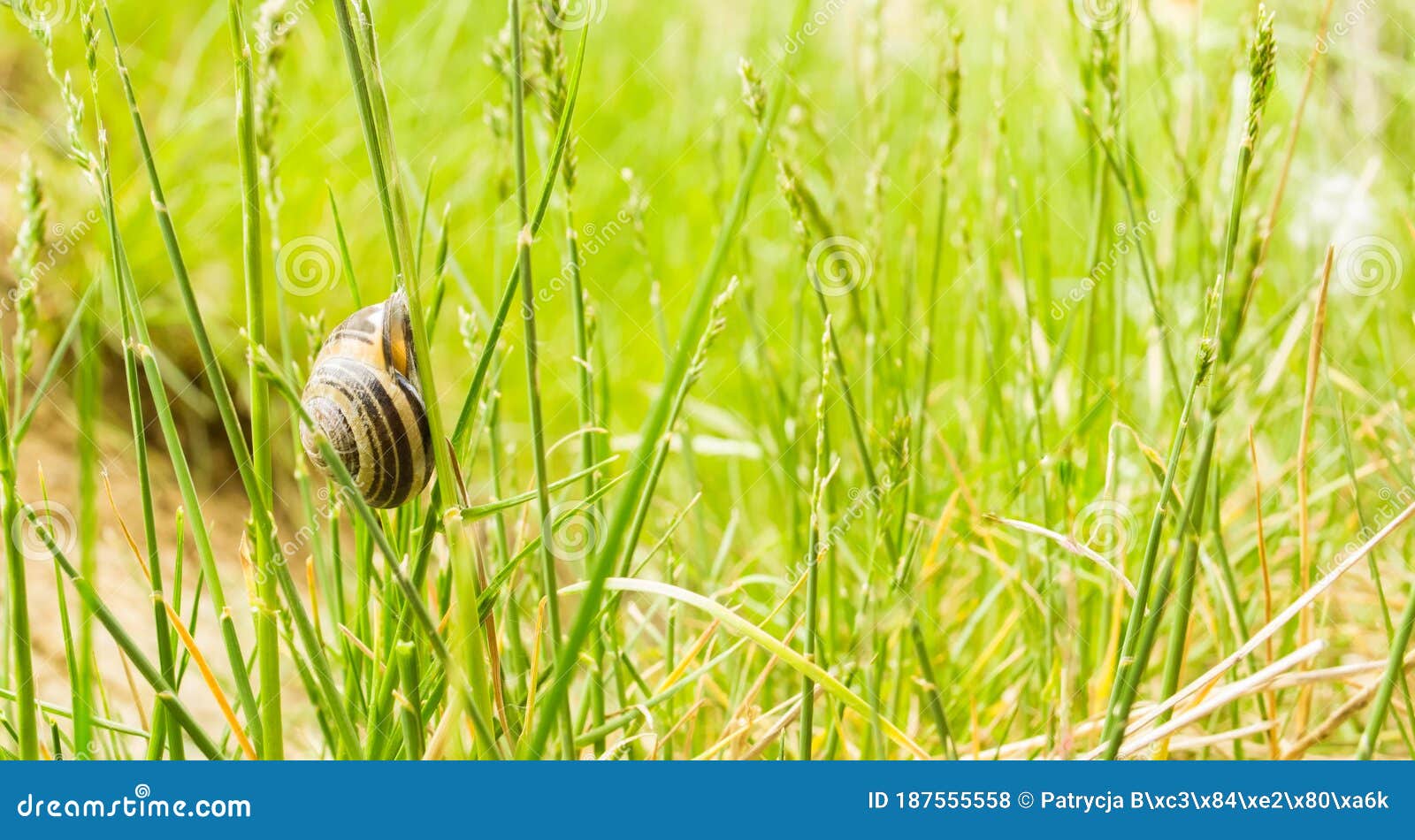 Snail on the Grass among the Greenery, Accessible with Bright Branches ...