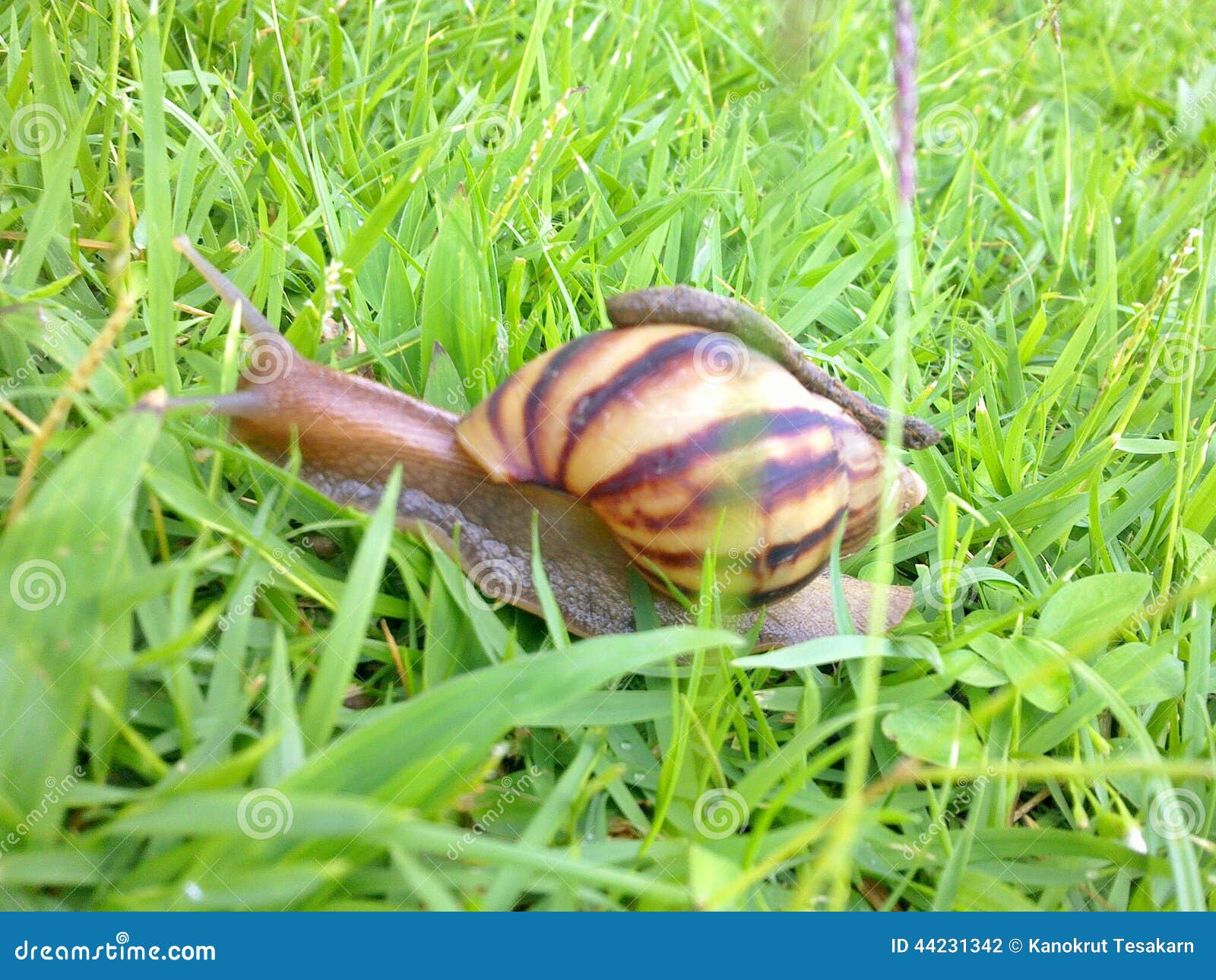 Snail on the the Grass Lawn Stock Photo - Image of path, grass: 44231342