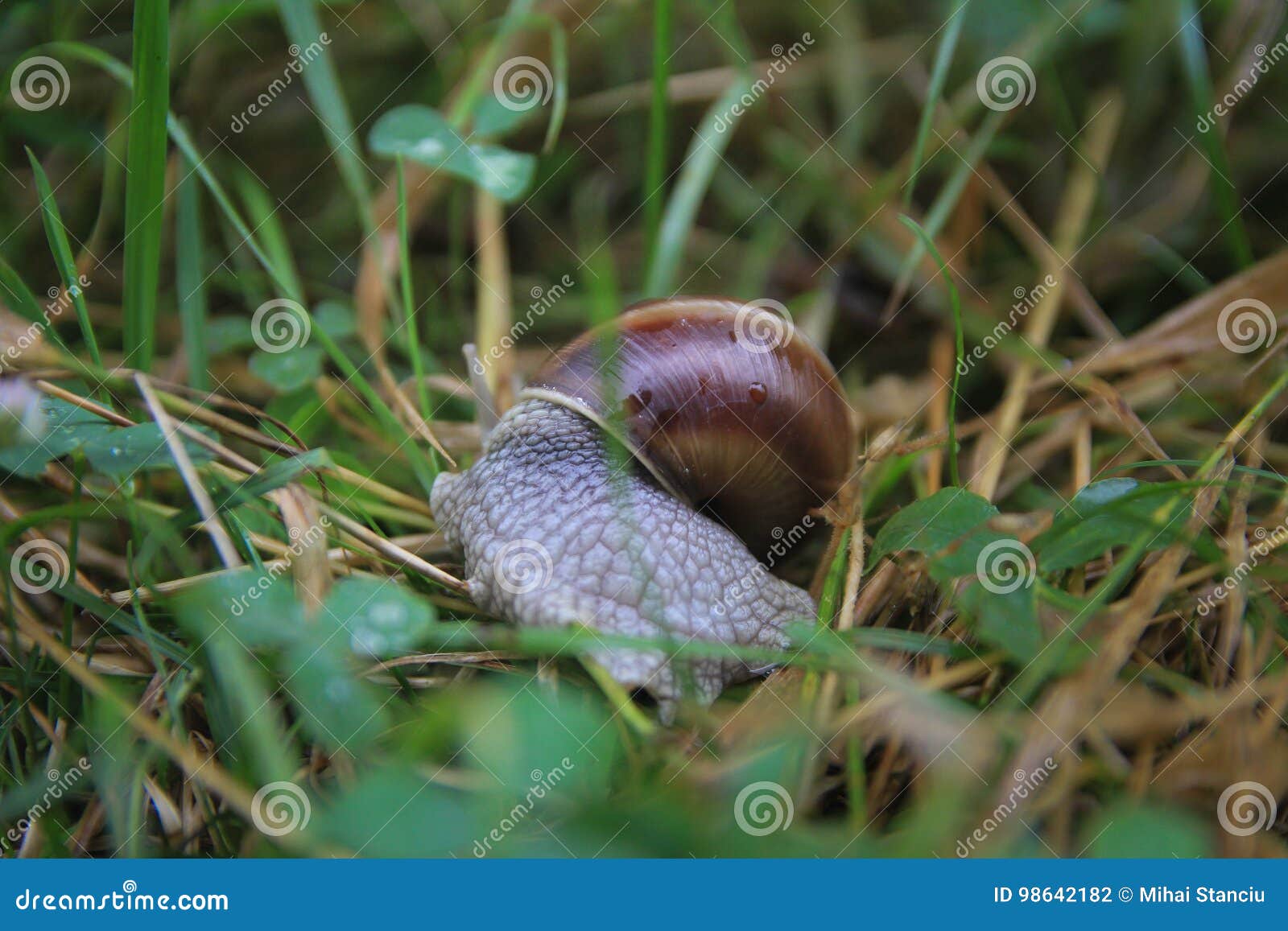 Snail in the grass stock photo. Image of beauty, environment - 98642182