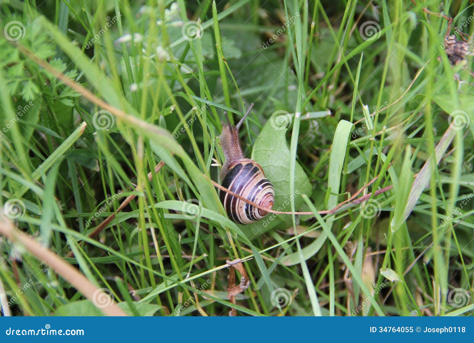 A SNAIL in GRASS stock image. Image of antennas, leaves - 34764055