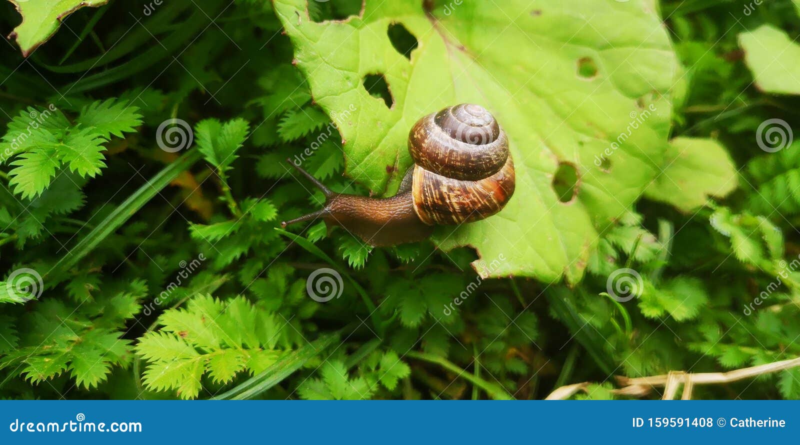 Snail_on_the_grass stock photo. Image of snails, greenery - 159591408