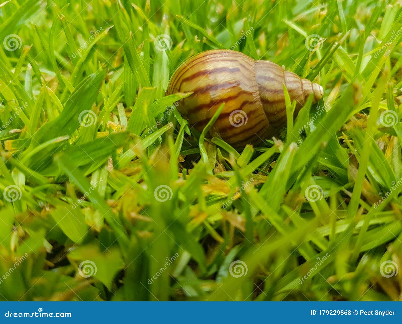 Snail on the Grass with Stripes on it Stock Photo - Image of grass ...