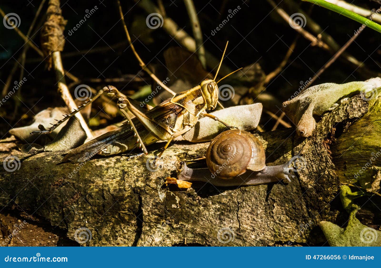 Snail and grasshopper stock photo. Image of crawling - 47266056