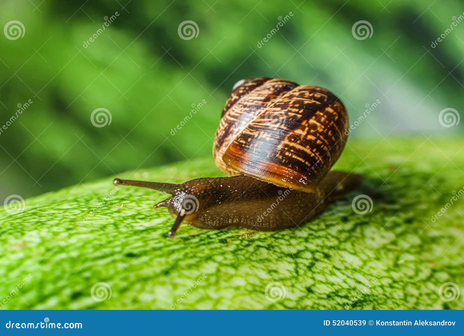 Snail stock image. Image of slime, summer, shell, animals - 52040539