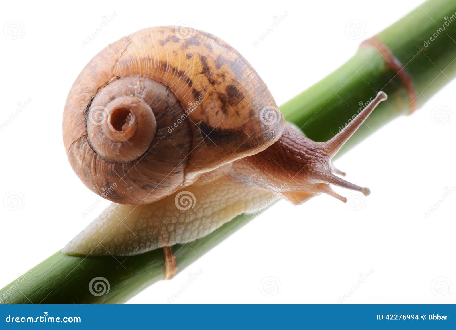 Snail on a Green Bamboo Stem Stock Photo - Image of brown, antenna ...