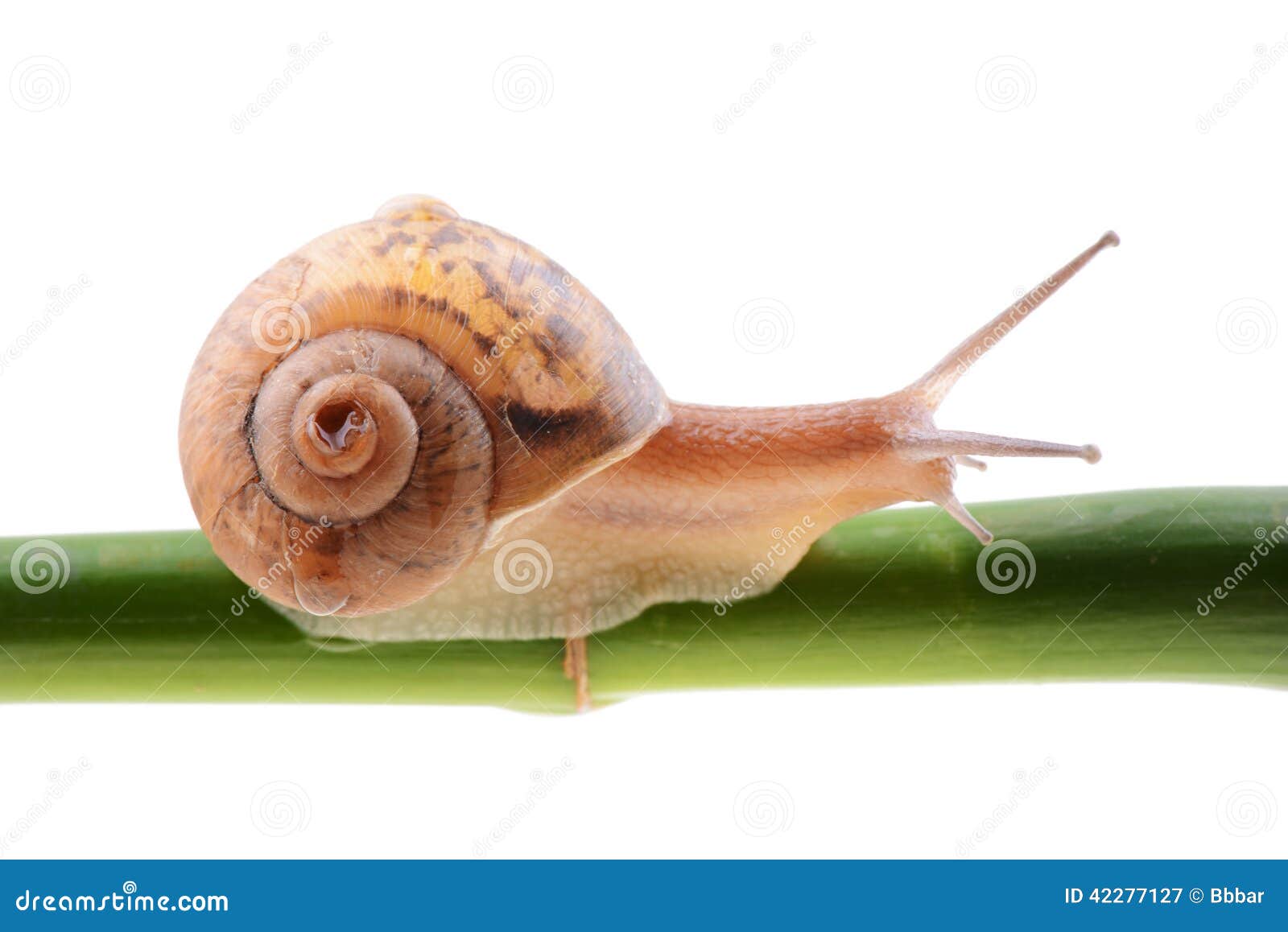 Snail on a Green Bamboo Stem Stock Image - Image of bamboo, cute: 42277127