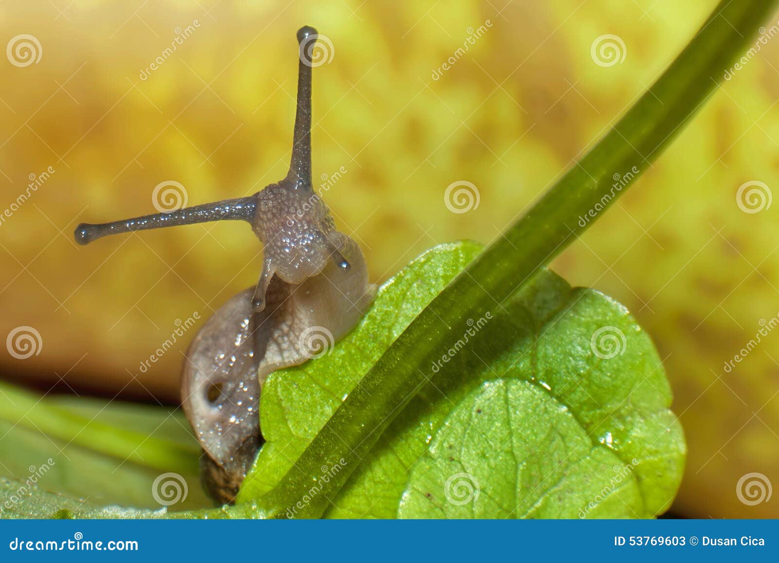 Snail stock image. Image of fangs, leaves, love, funny - 53769603
