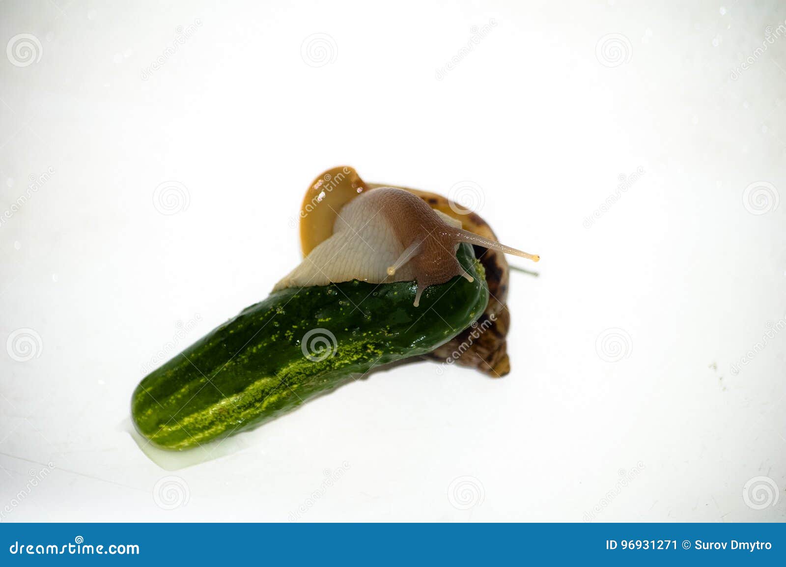 Snail with Green Cucumber Isolated Stock Image - Image of nature, corn ...
