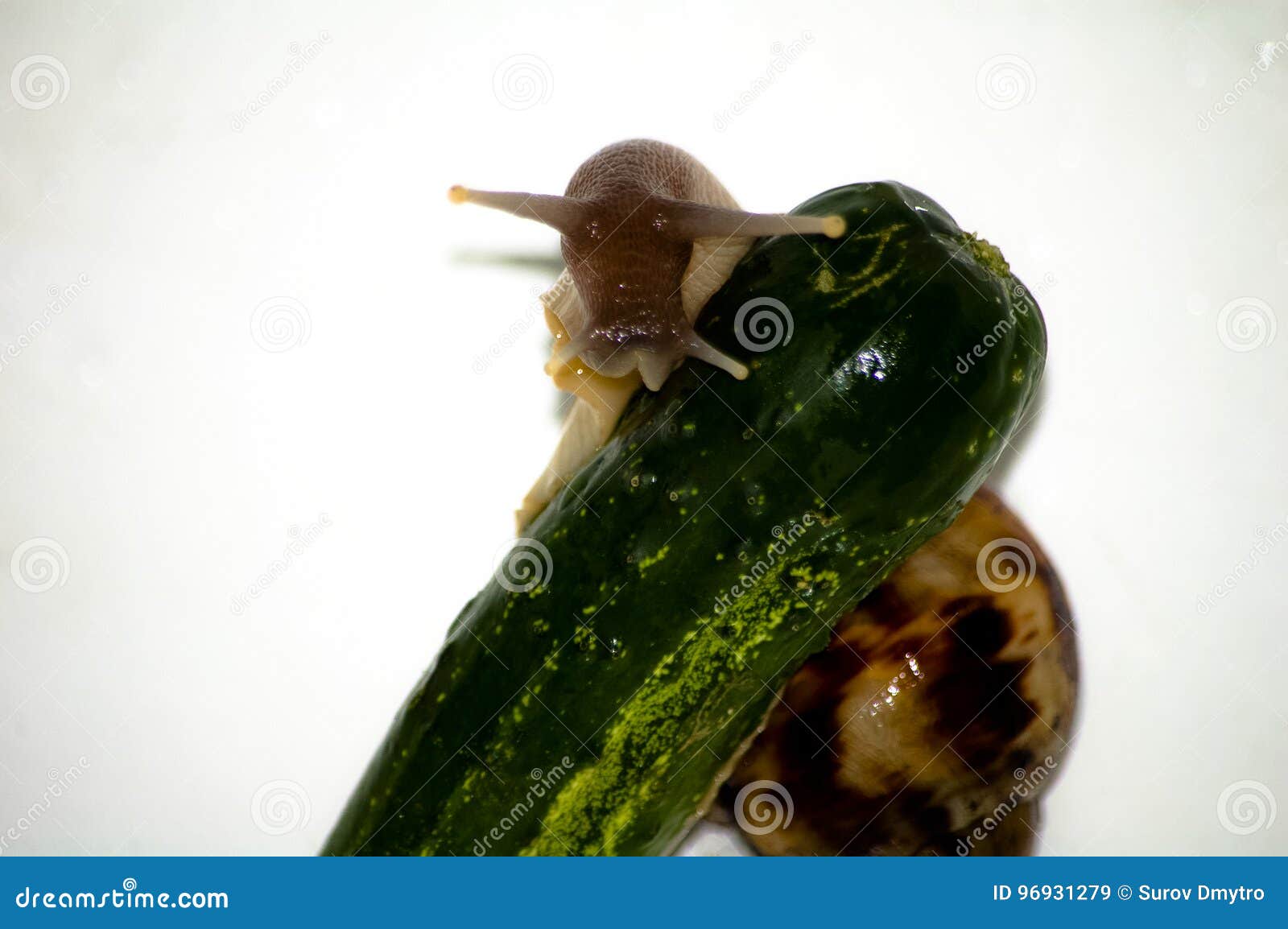 Snail with Green Cucumber Isolated Stock Image - Image of nature ...