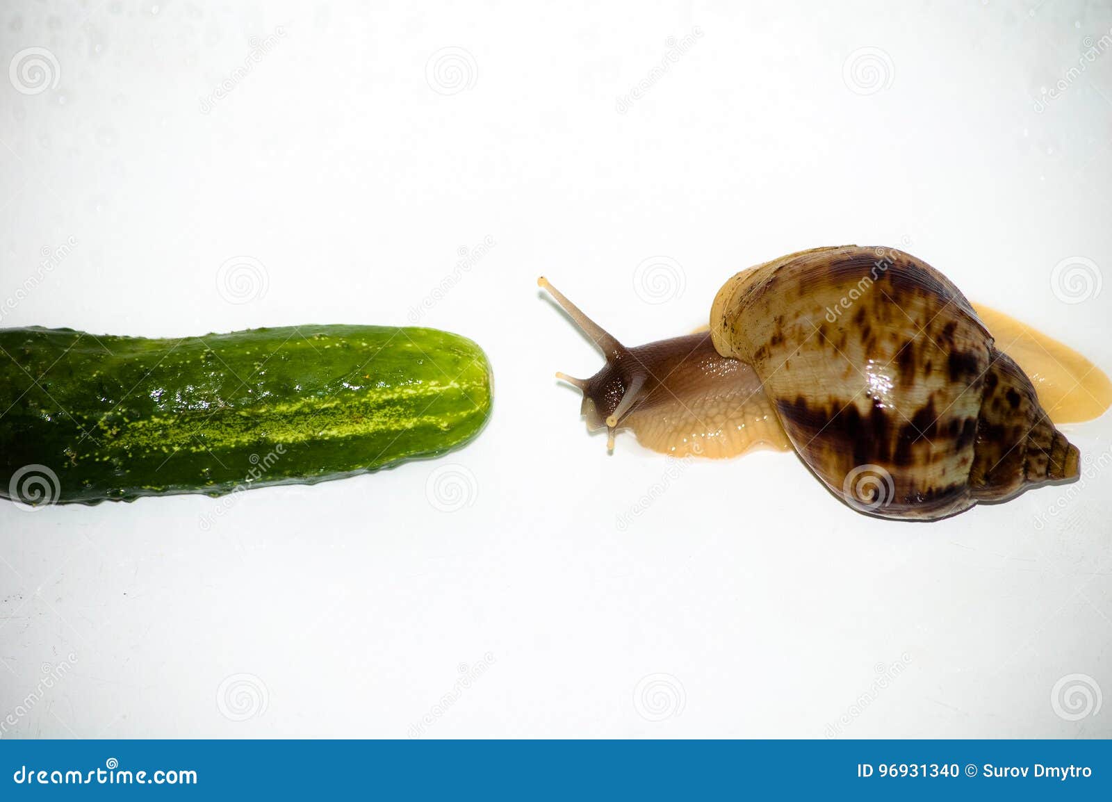 Snail with Green Cucumber Isolated Stock Photo - Image of animal ...